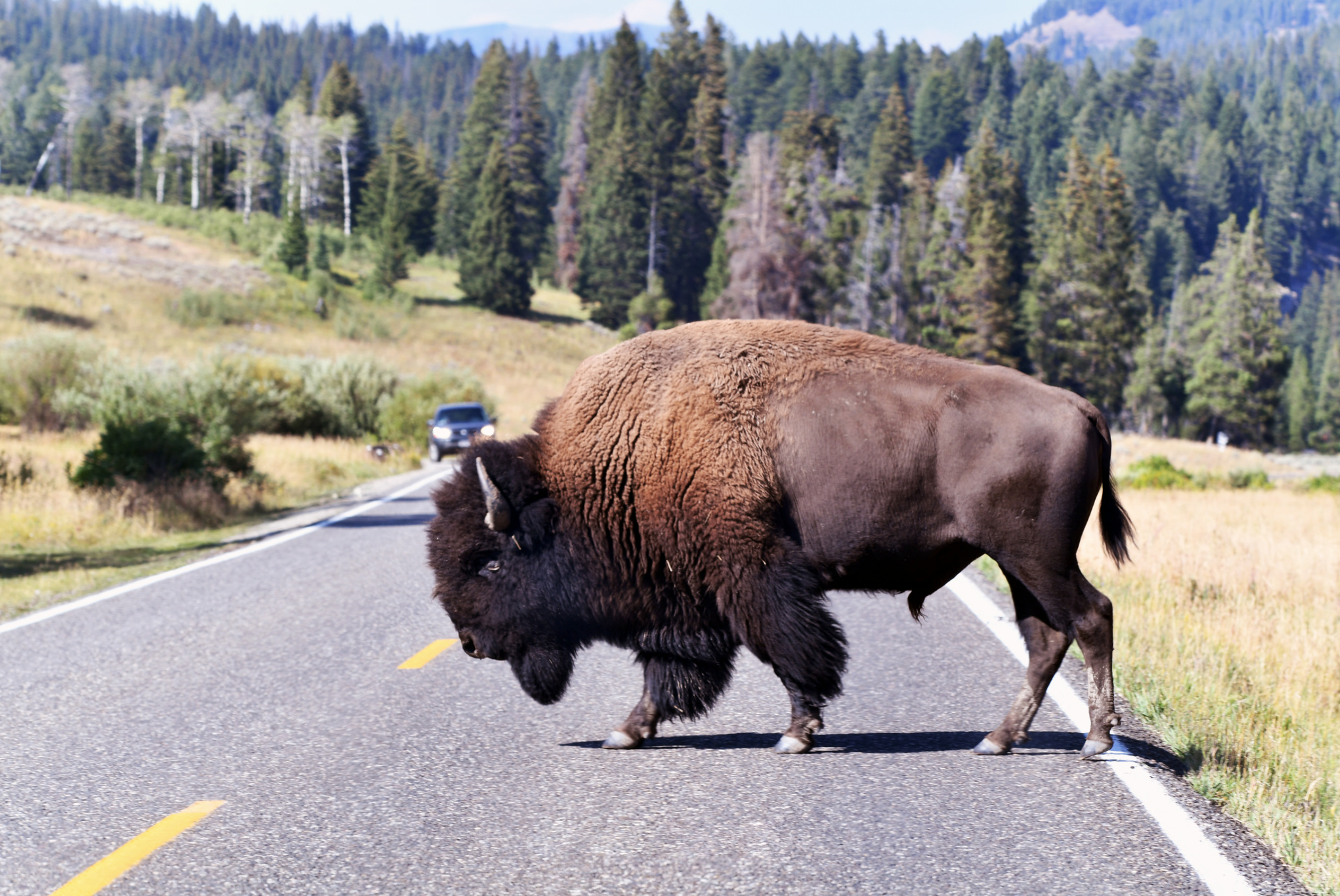 A bison crossing the road in yellowstone national park · Free Stock Photo