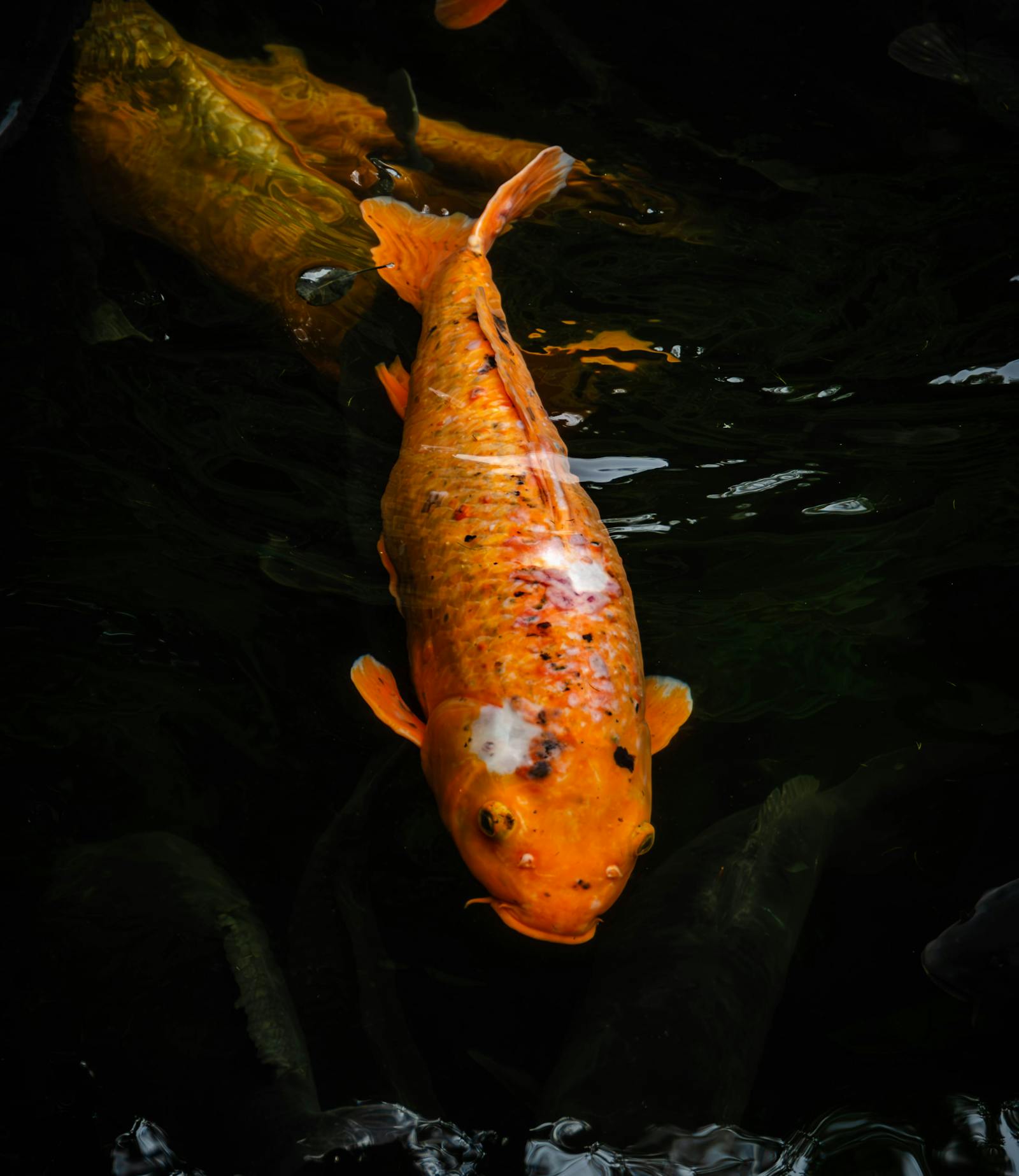 Carp Photos, Download The BEST Free Carp Stock Photos & HD Images