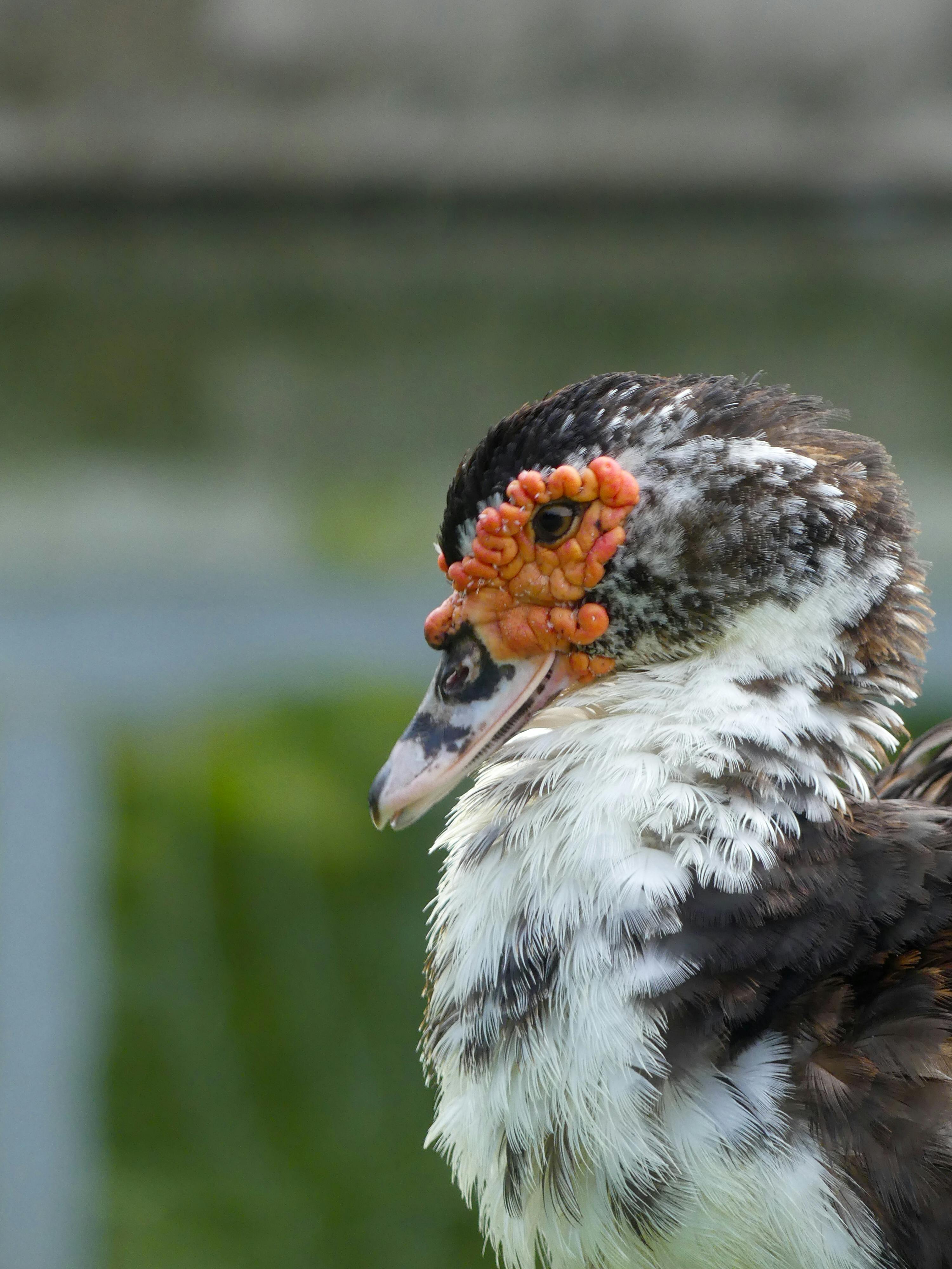 Feathers Of A Duck Photos, Download The BEST Free Feathers Of A Duck ...