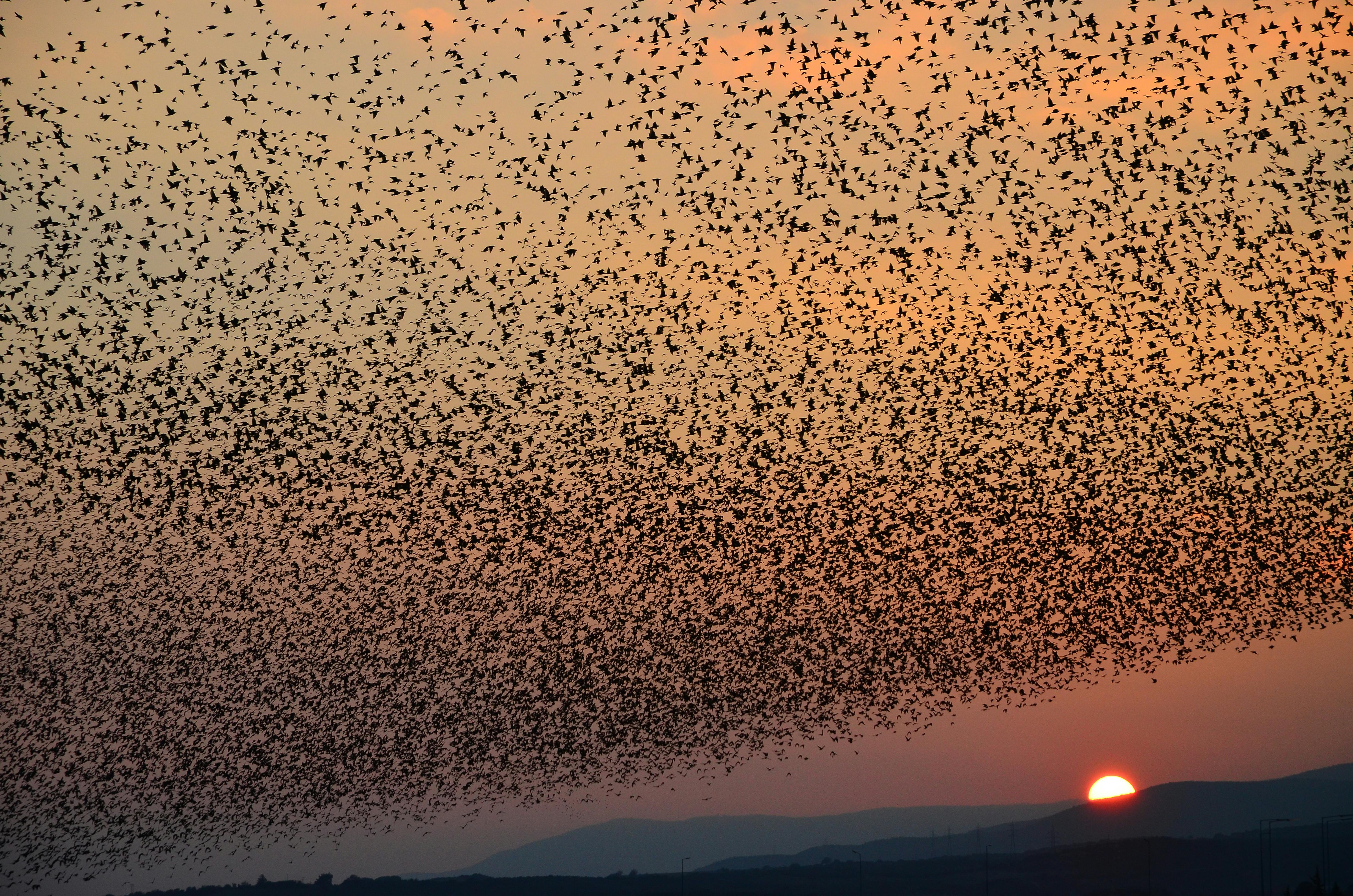 Dramatic Bird Flock at Sunset Over Hills · Free Stock Photo