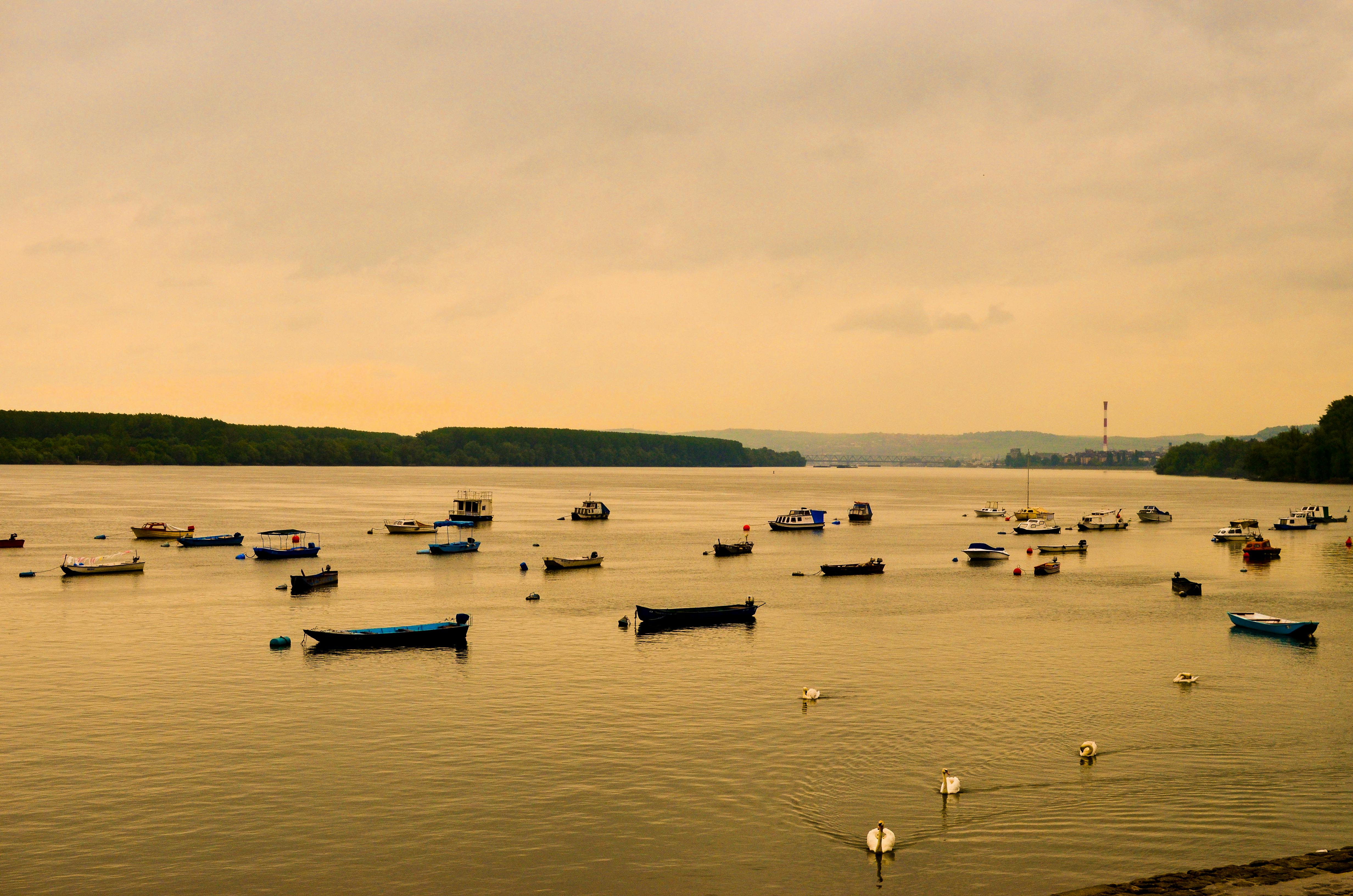 Swan Fishing In River Photos, Download The BEST Free Swan Fishing In ...