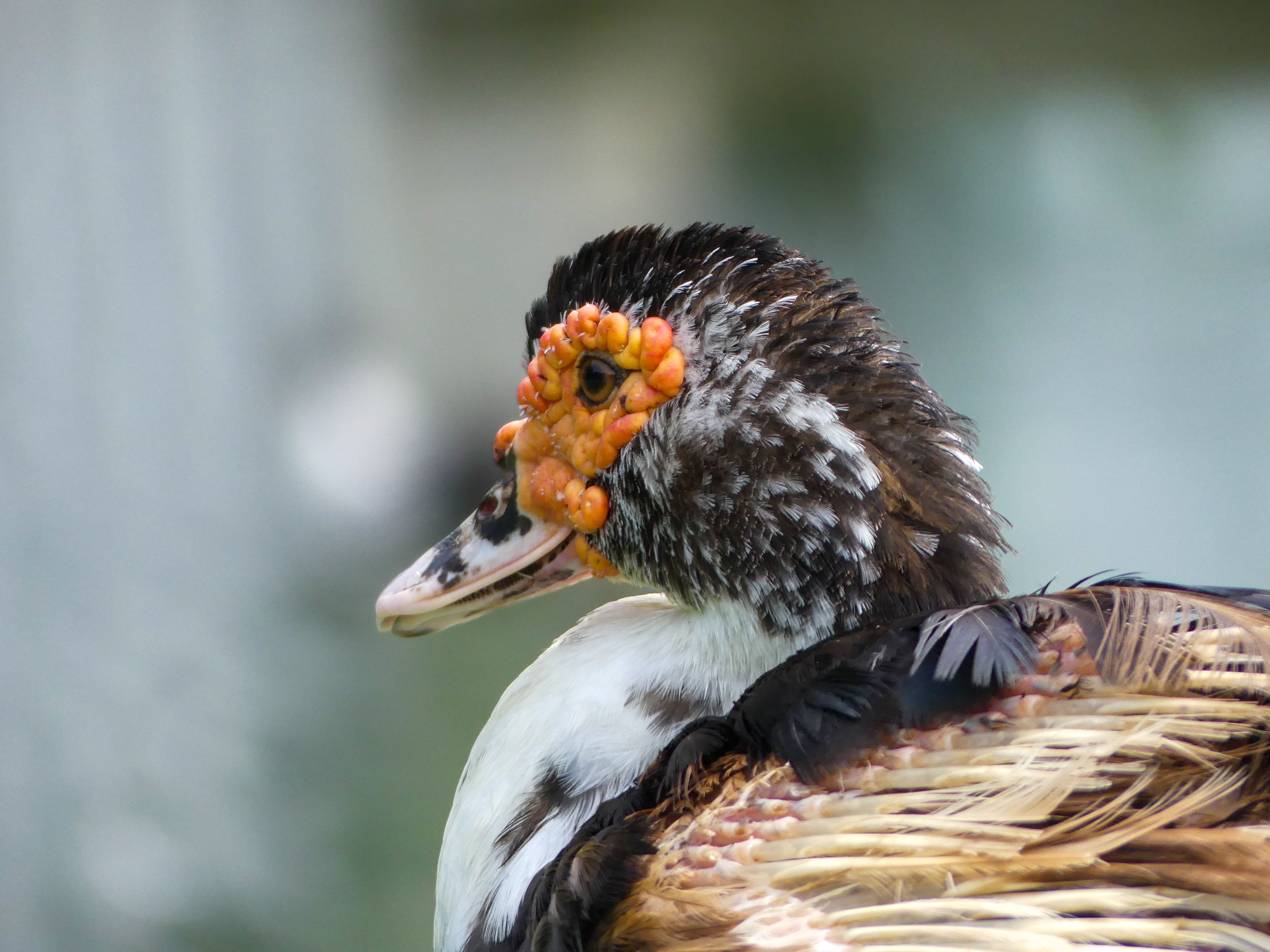 Head of Duck · Free Stock Photo