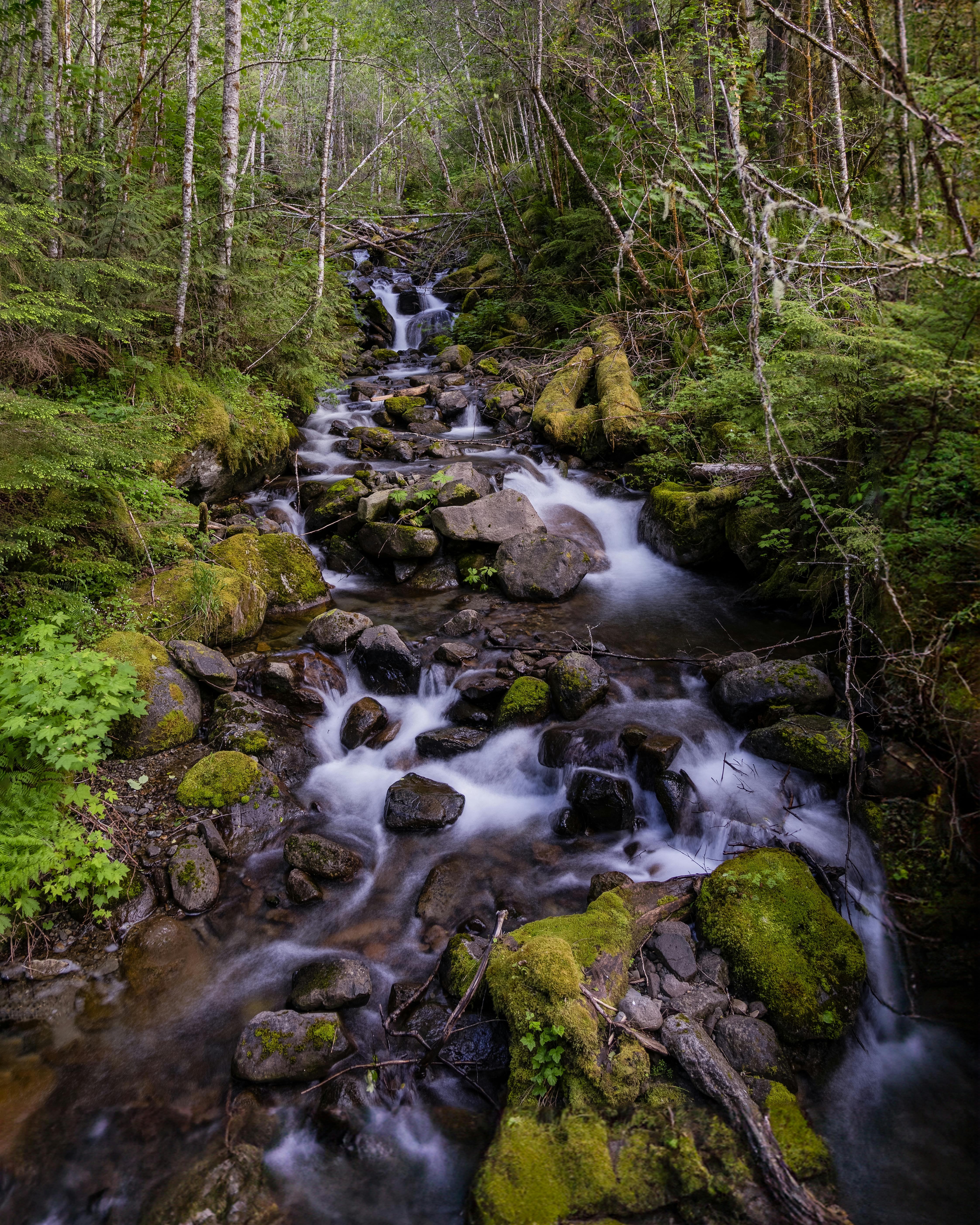 Rocks in Stream in Forest · Free Stock Photo