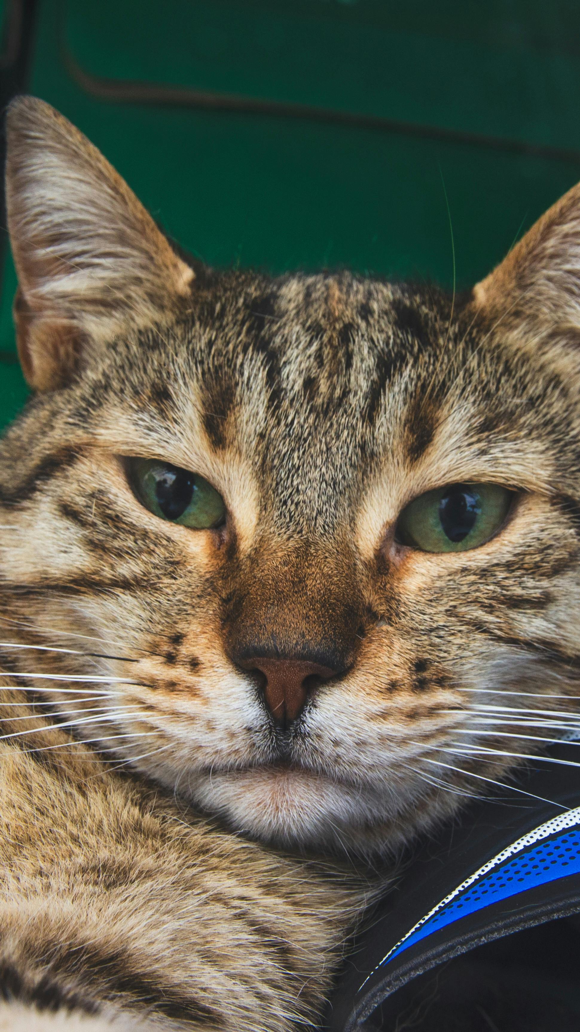 Tan and White Tabby Kitten · Free Stock Photo