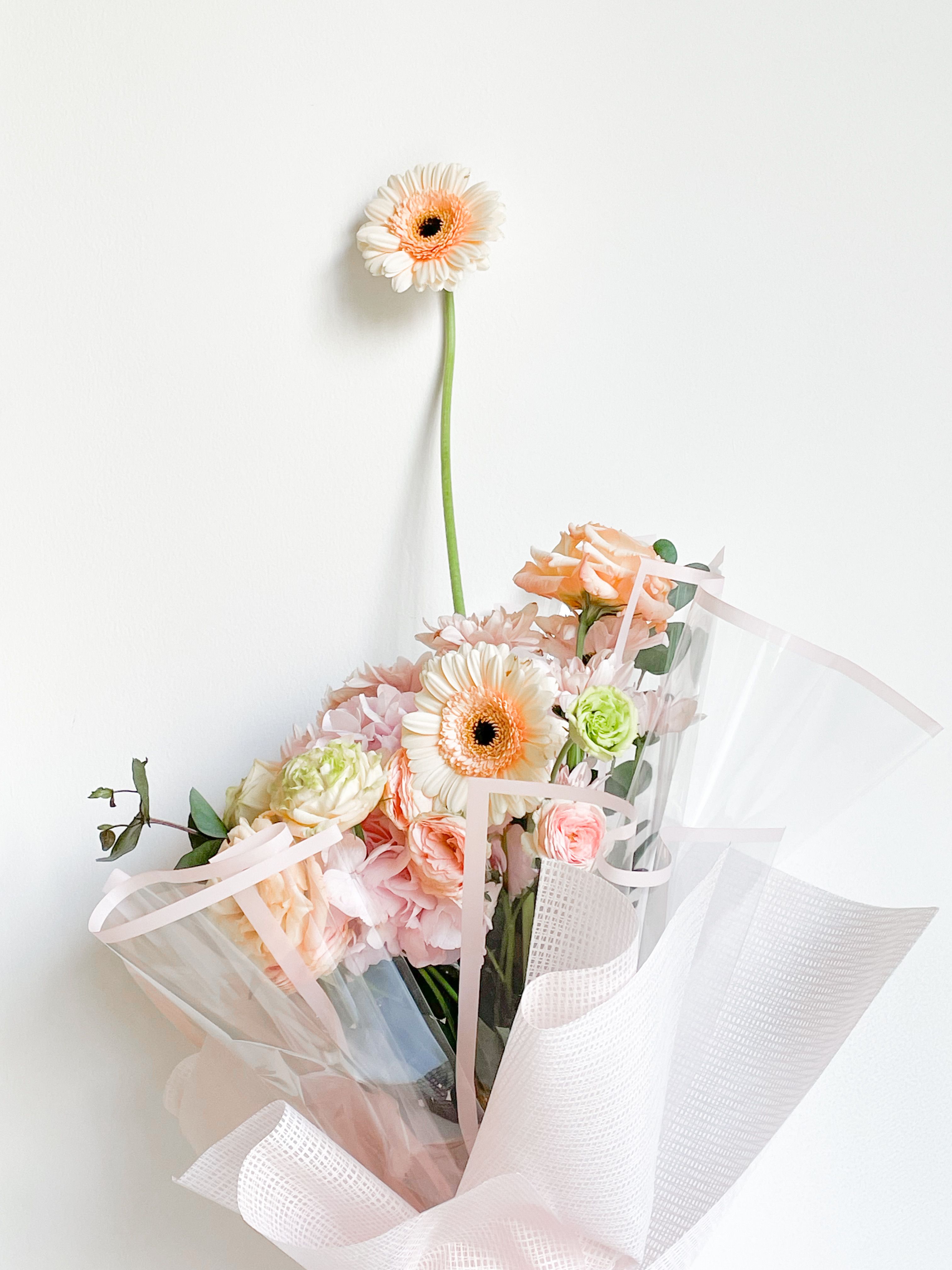 Foto profissional gratuita de "gerbera margarida", amor, aniversário de ...