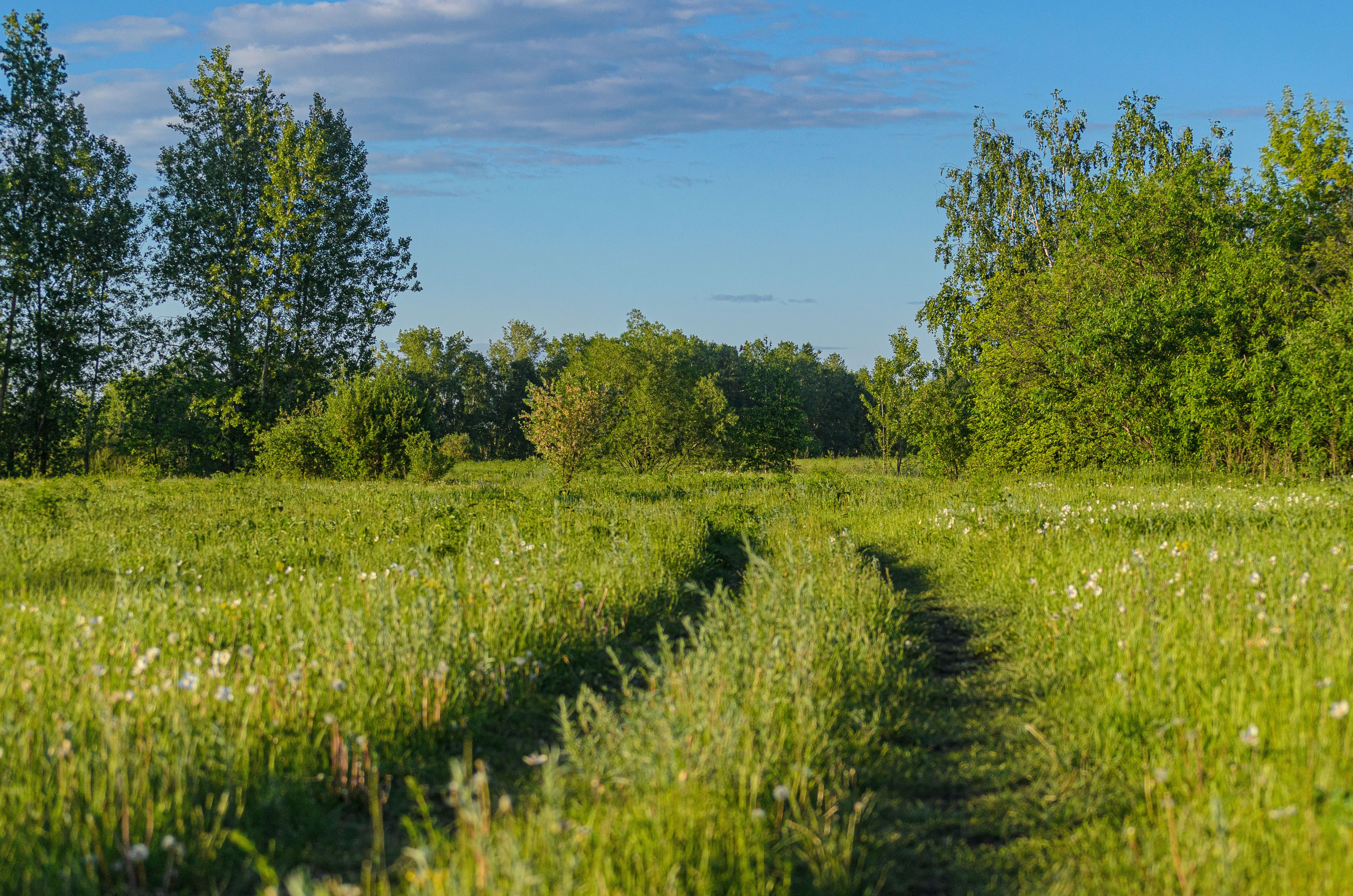 Wheel Tracks on a Green Meadow · Free Stock Photo