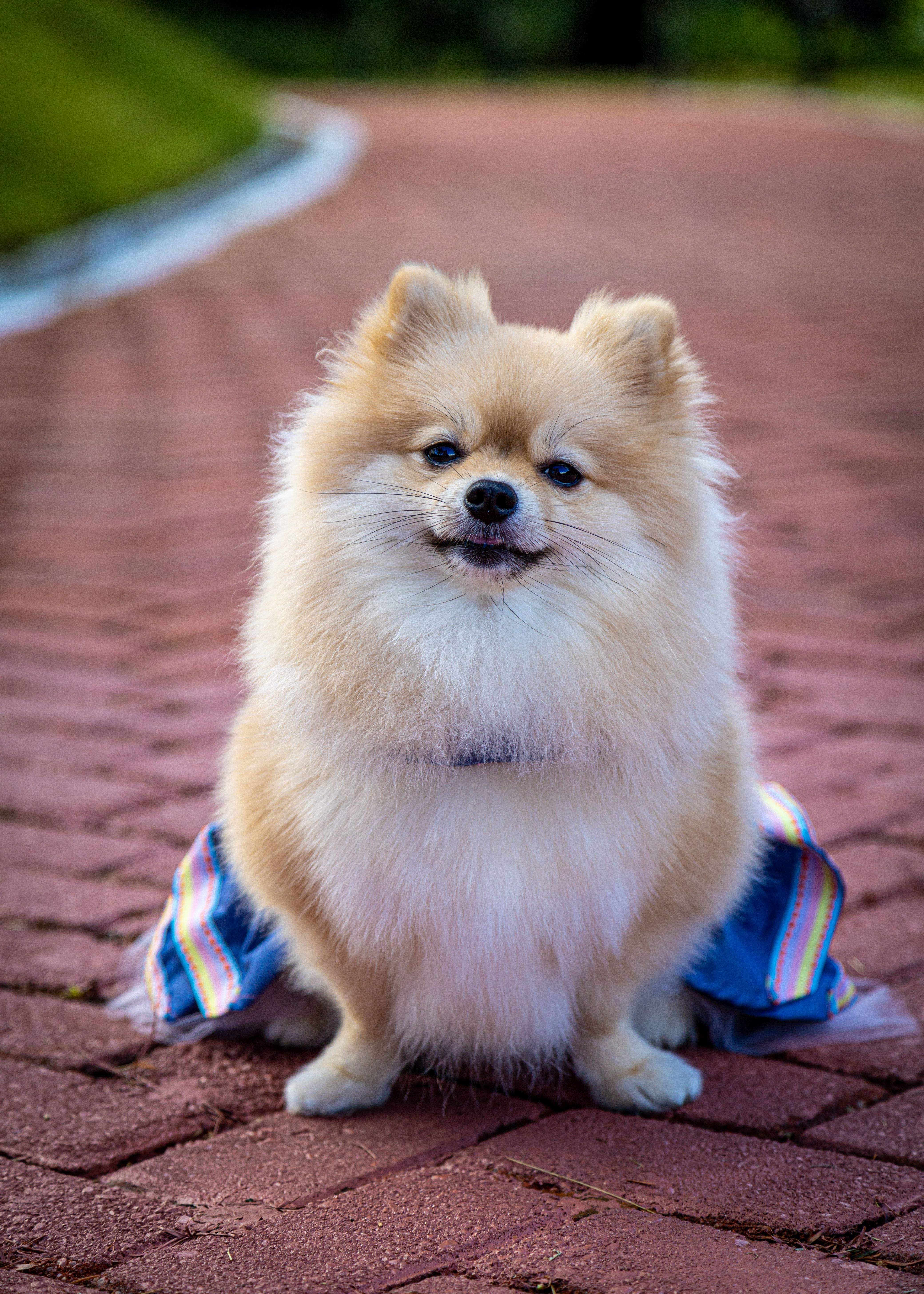 DOG · Free Stock Photo