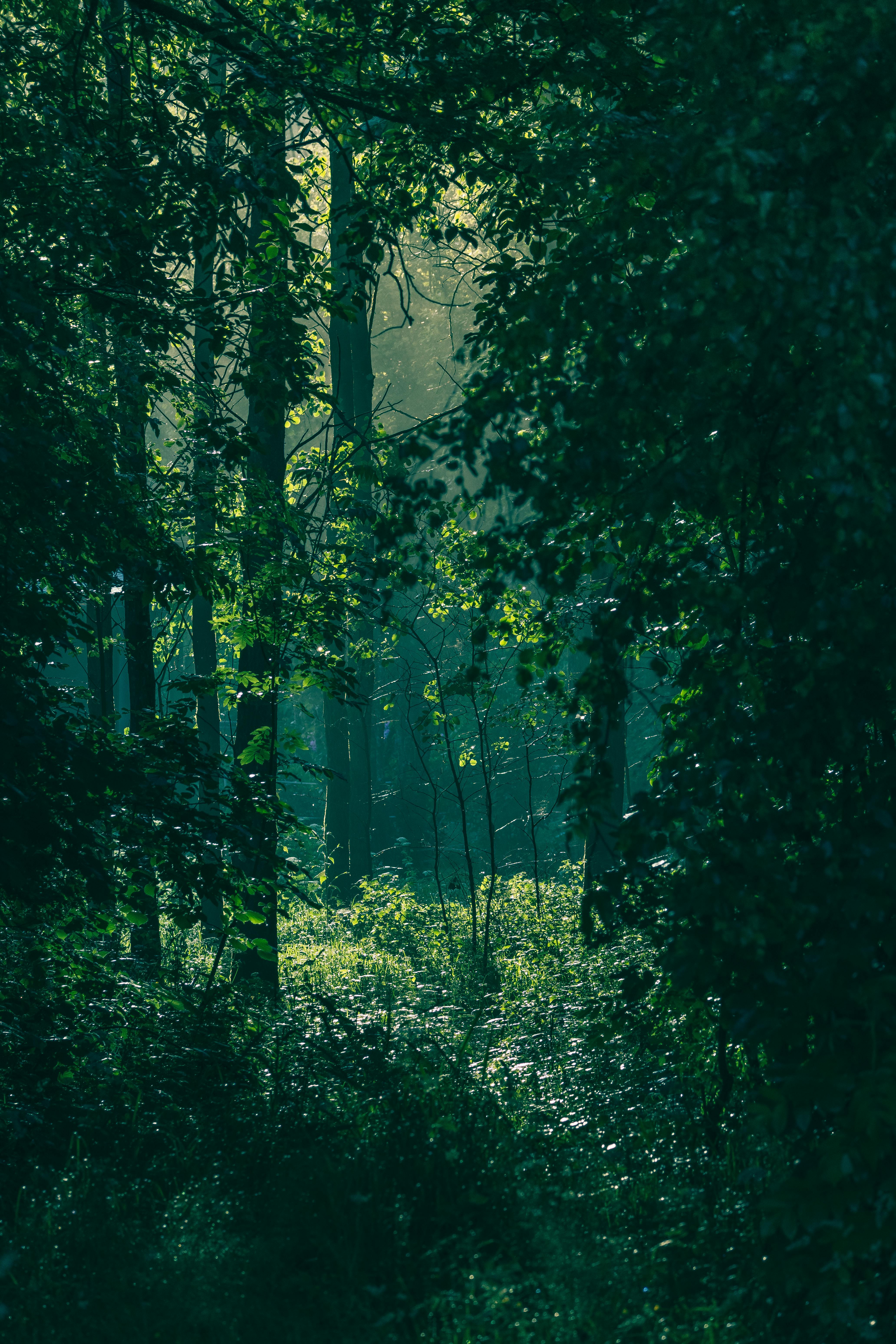 Green Lush Forest · Free Stock Photo