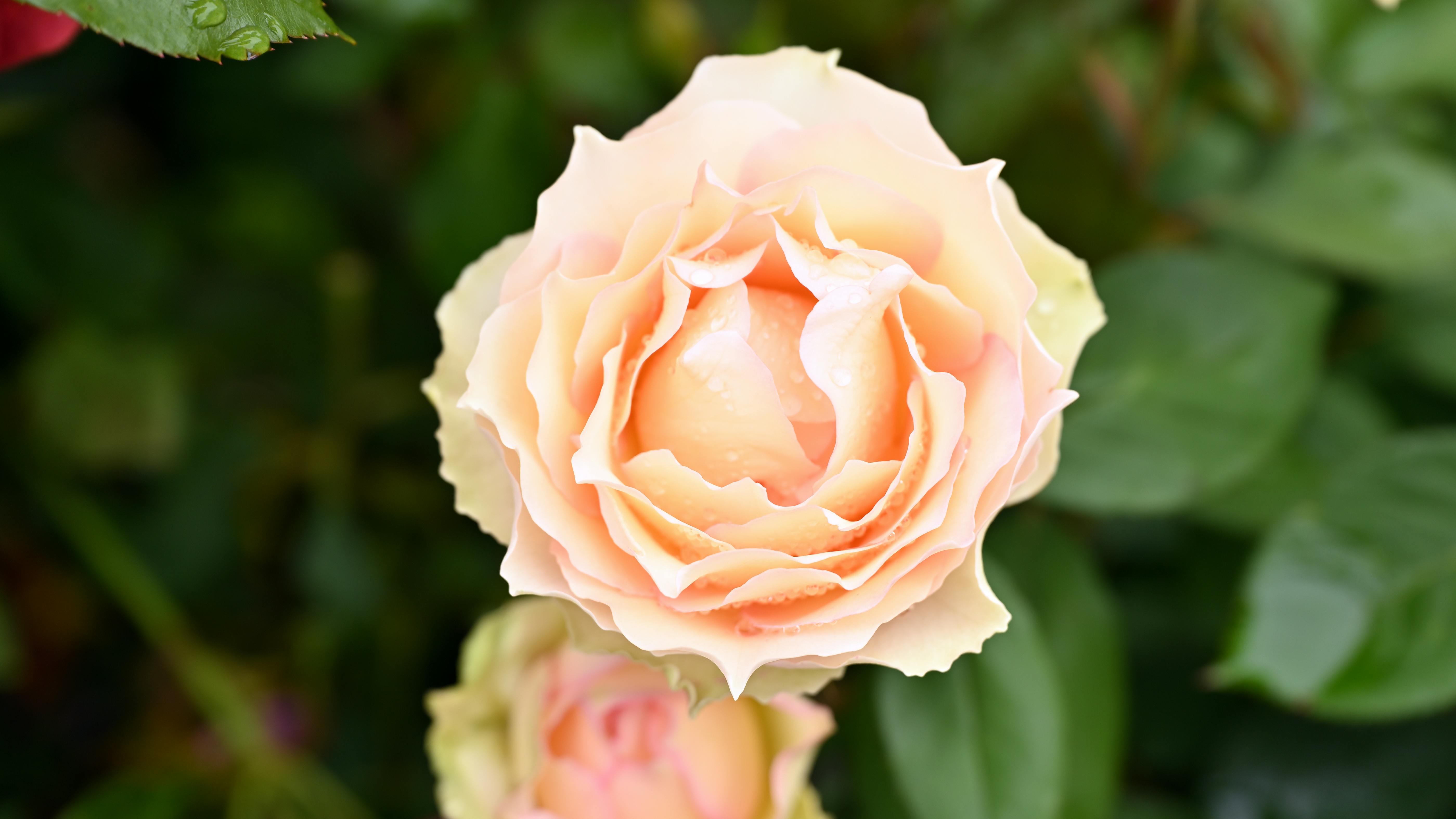 Head of a Peach Colored Rose · Free Stock Photo