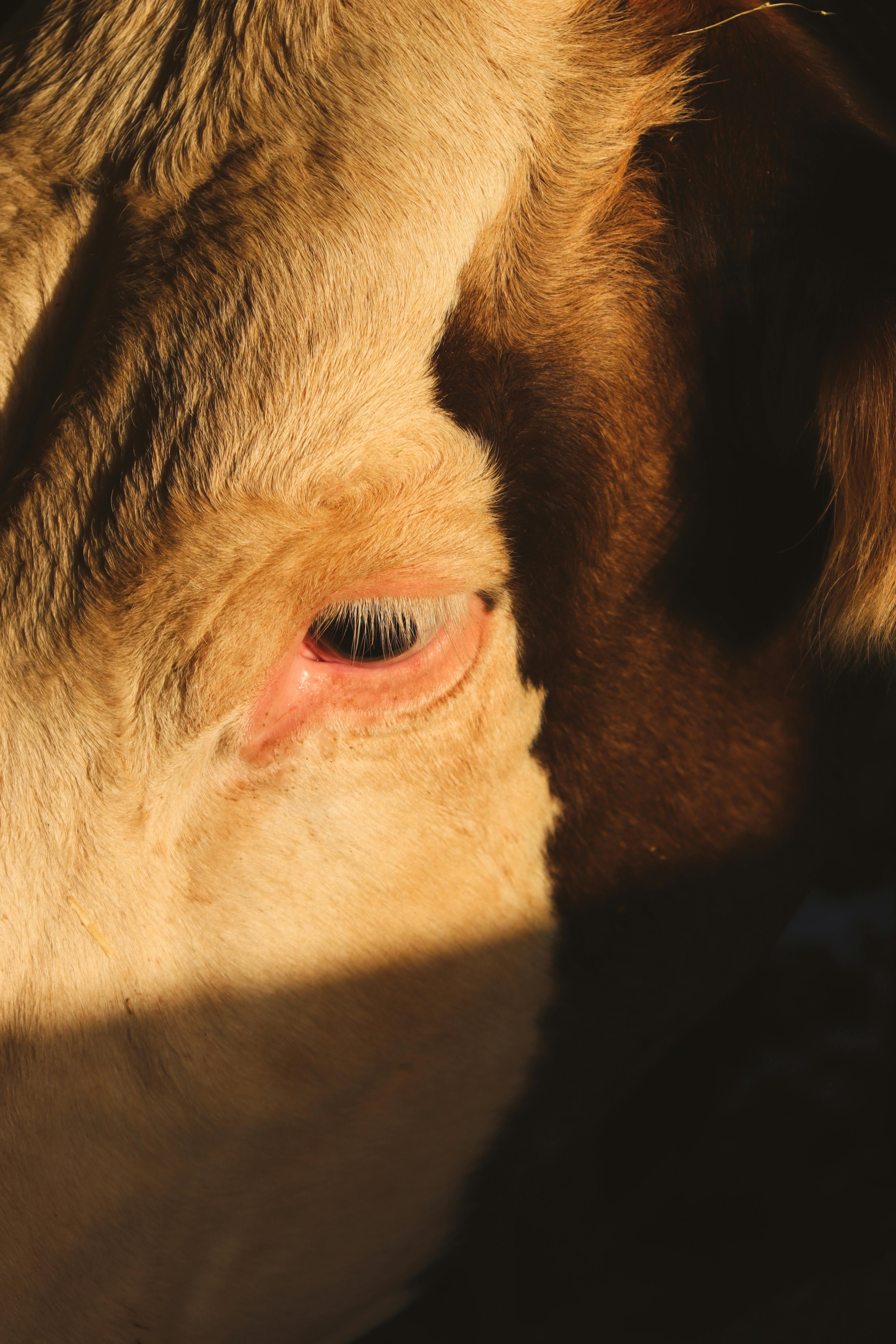 Cow Shadow Photos, Download The BEST Free Cow Shadow Stock Photos & HD ...