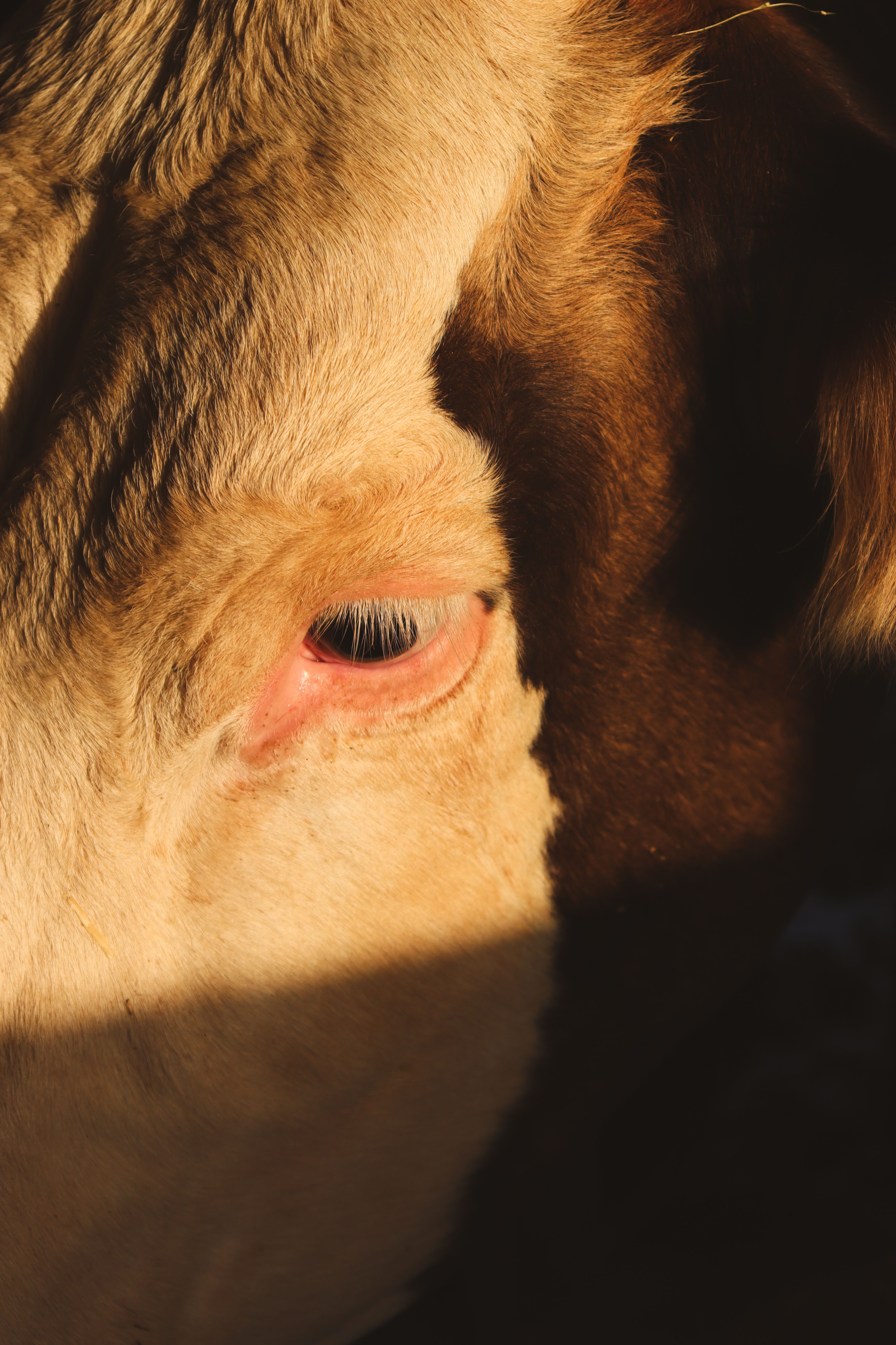 Eye of Cow in Sunlit · Free Stock Photo