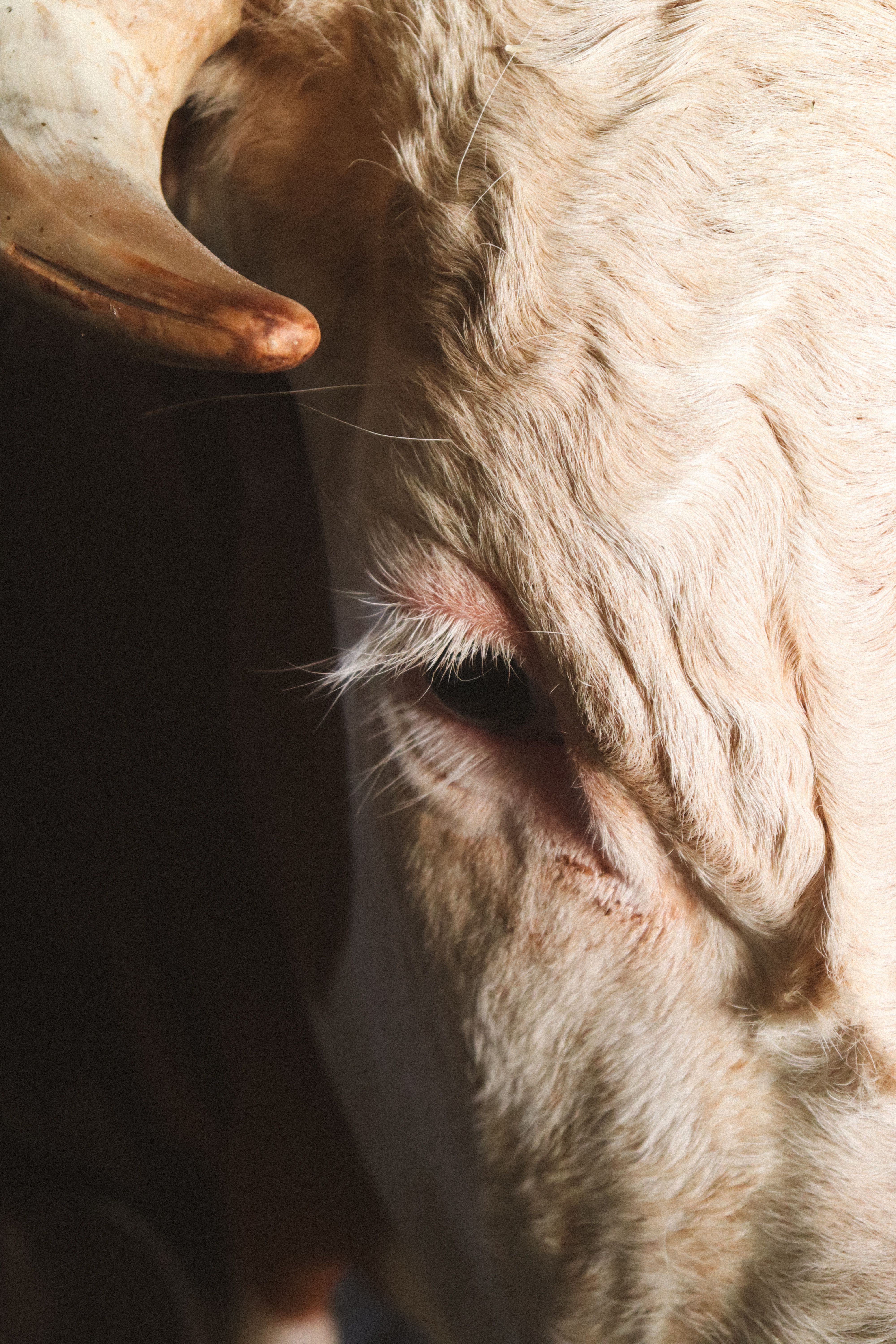 A close up of a cow's eye · Free Stock Photo