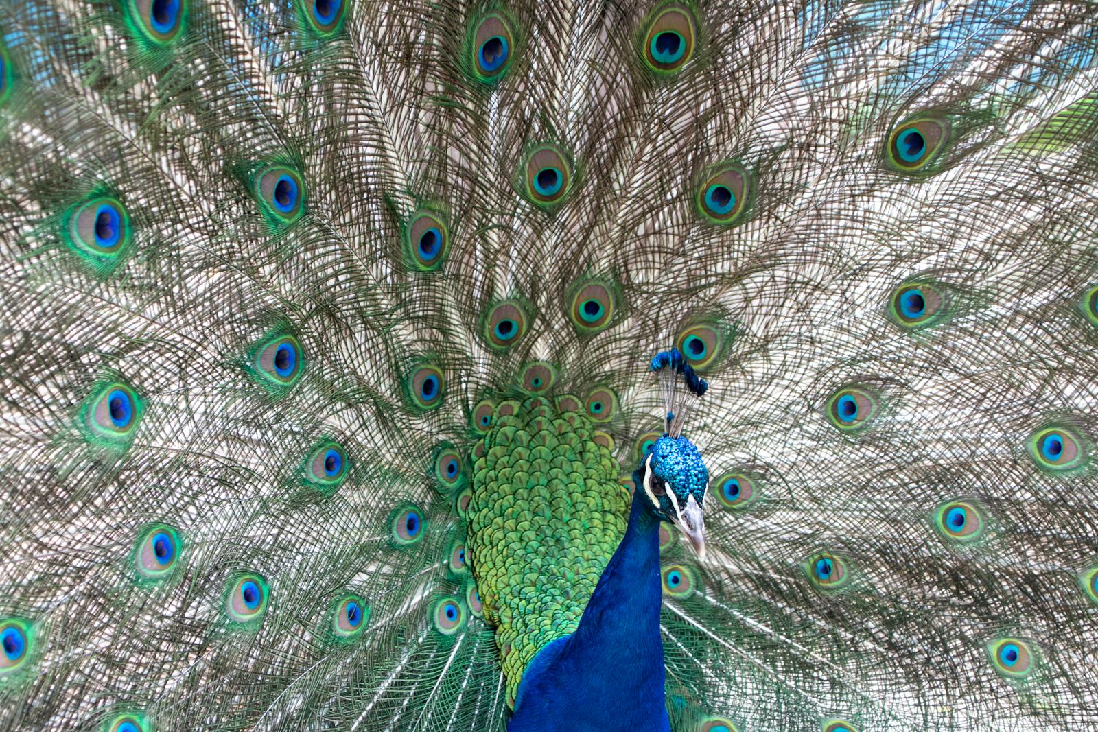 High Resolution Peacock Photos, Download The BEST Free High Resolution ...