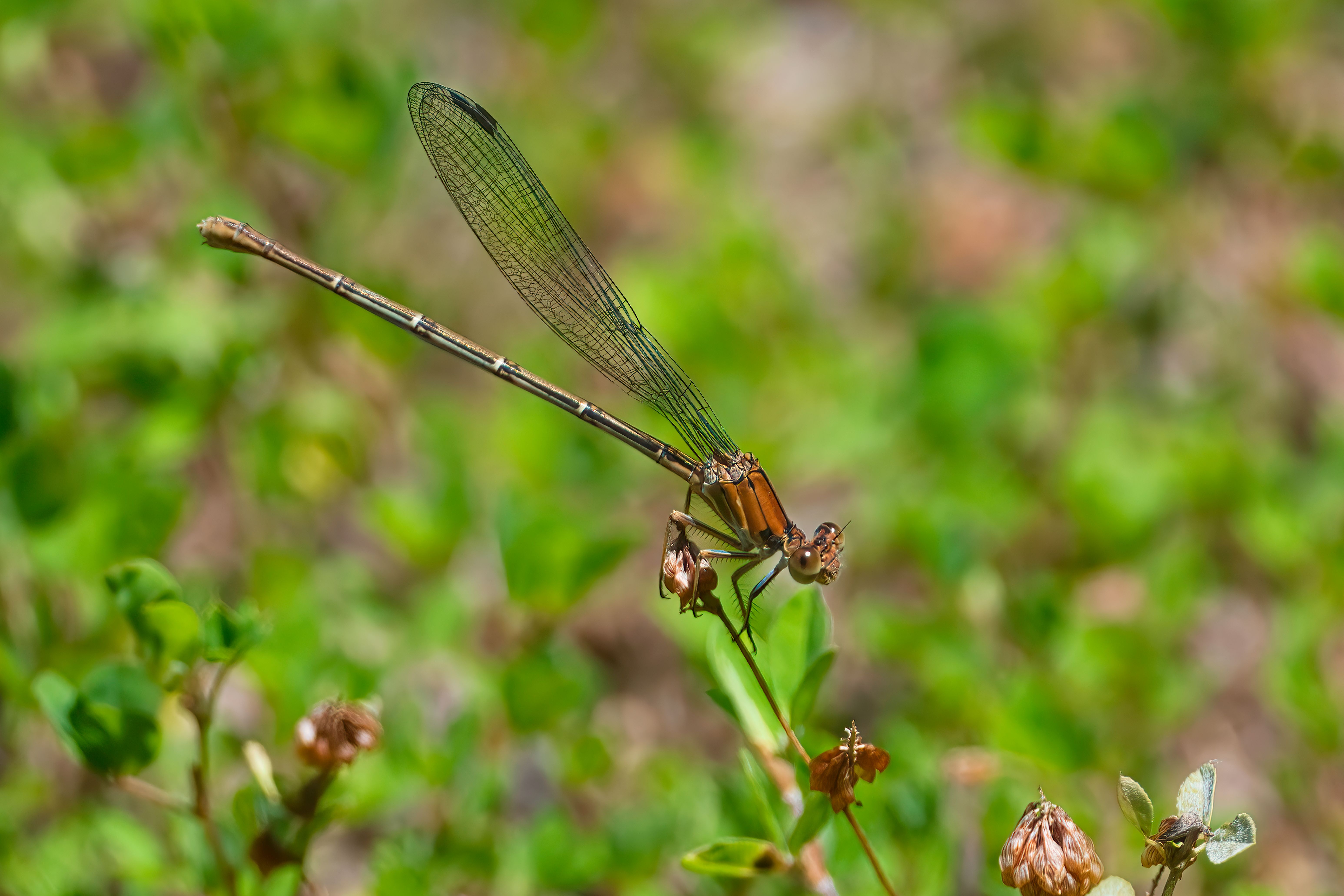 Close-up of a Damselfly · Free Stock Photo