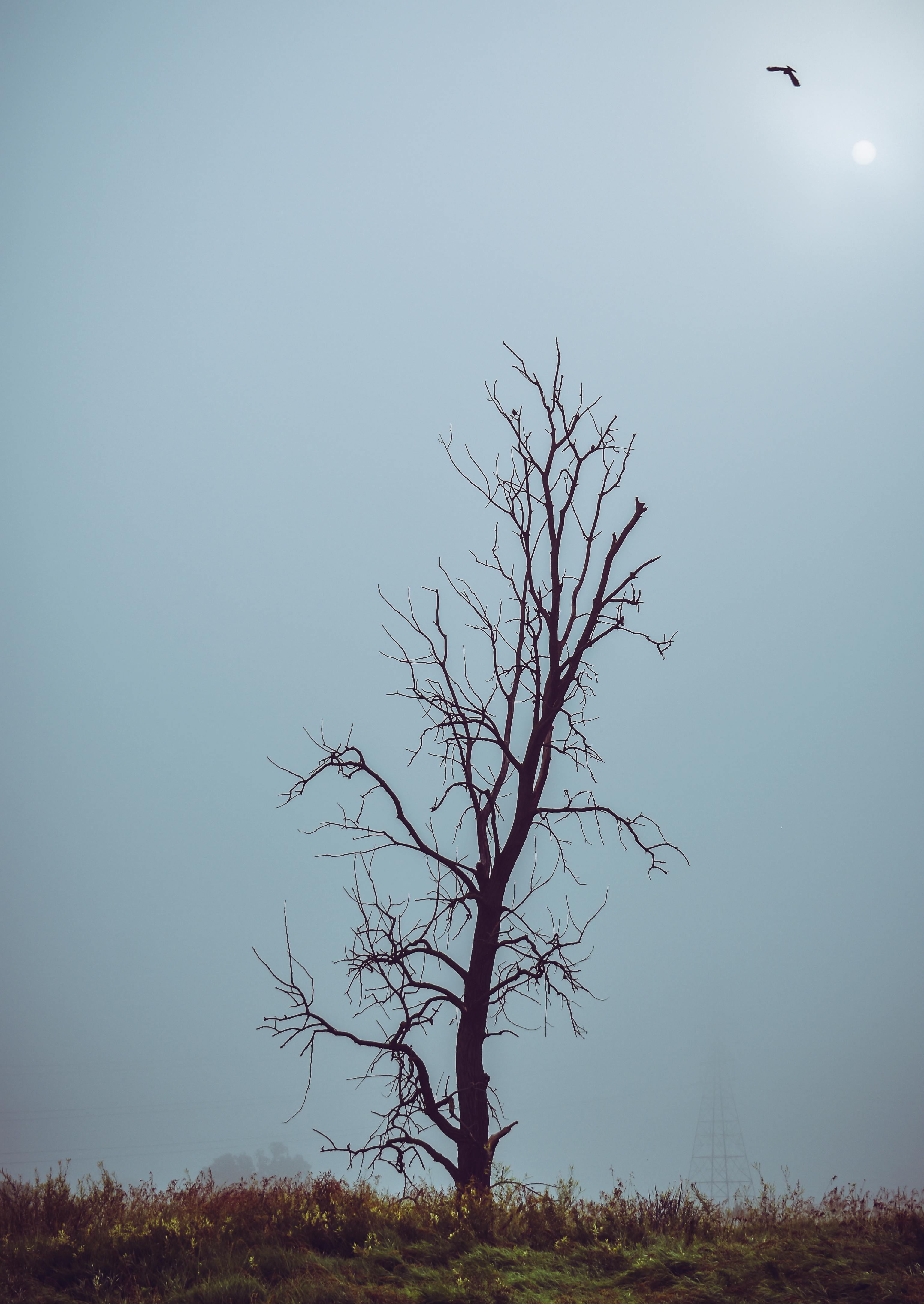 100,000+ Best Tree Images · 100% Free Download · Pexels Stock Photos