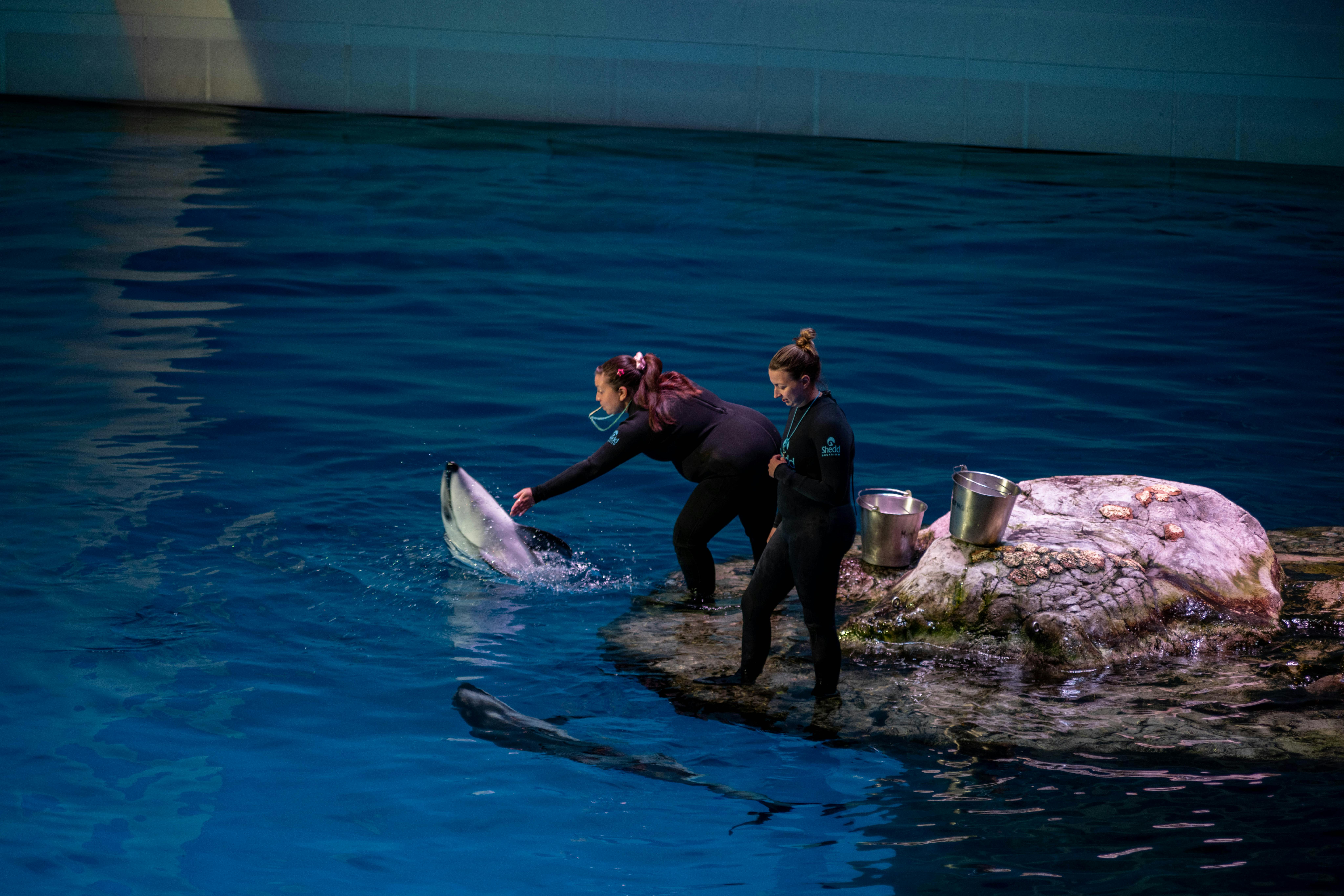 Dolphin Training Session at Marine Park · Free Stock Photo