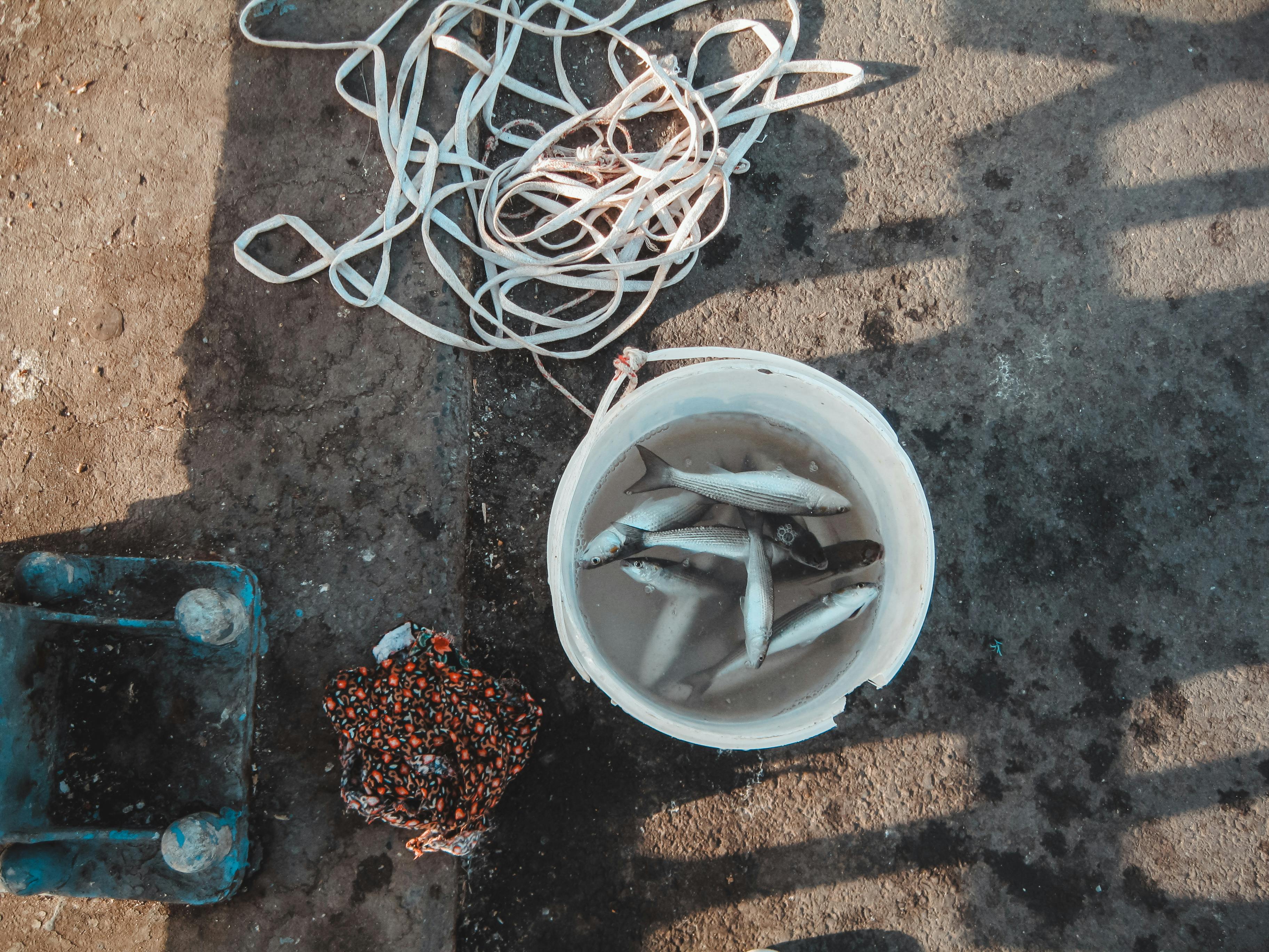 Fish in Basket in Port · Free Stock Photo