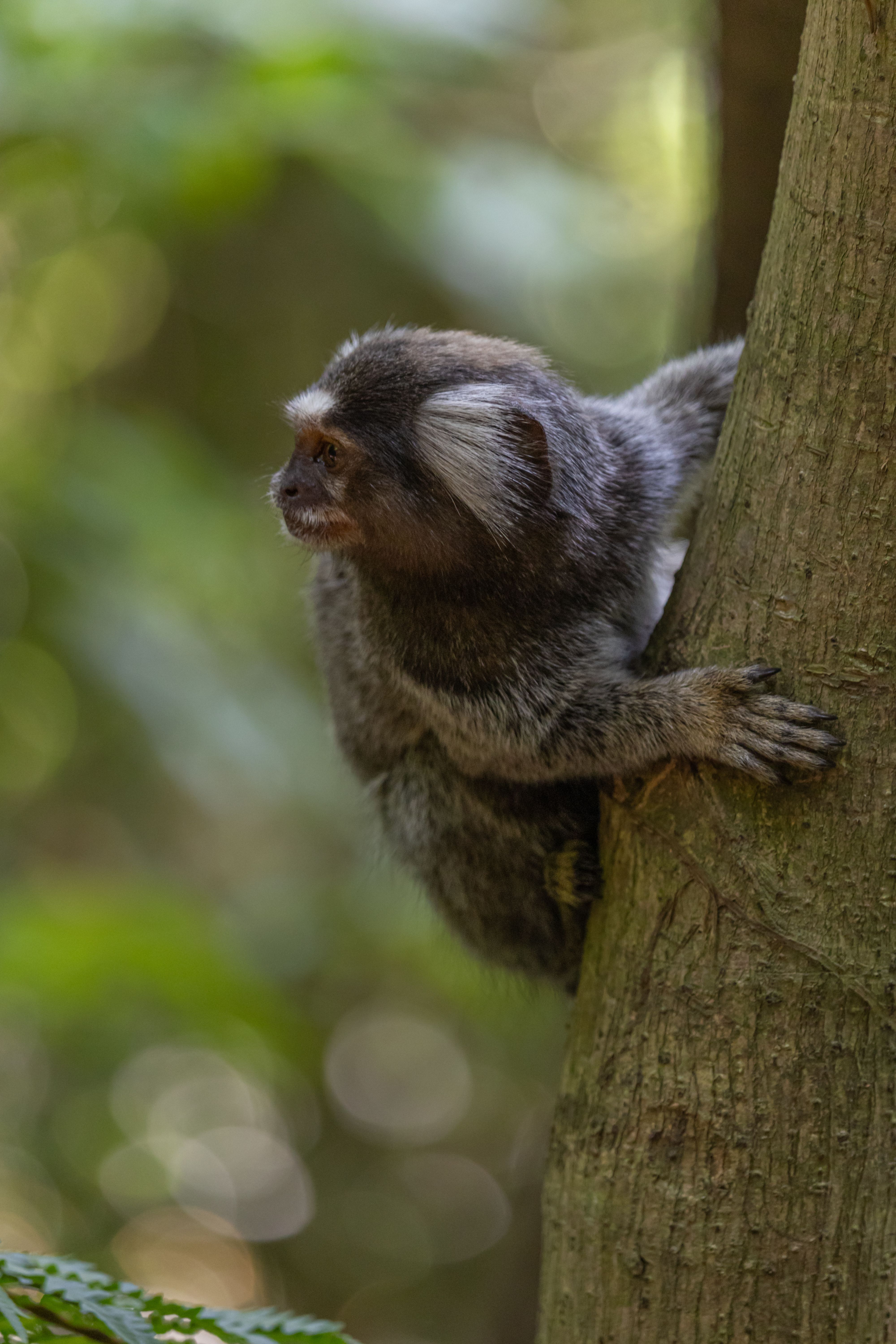 Marmoset Monkey Hanging on the Tree · Free Stock Photo