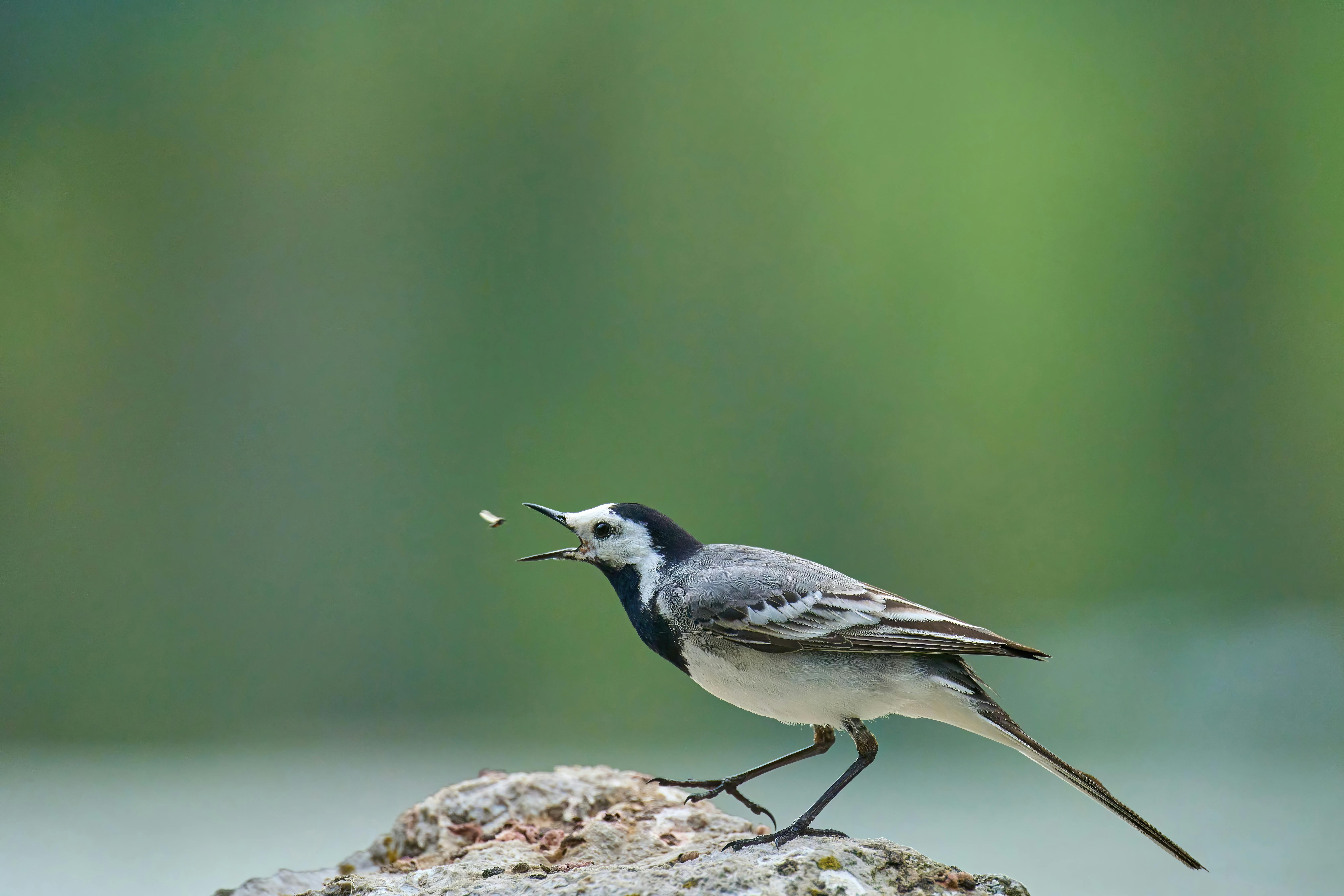 White Wagtail Bird Catching Food in the Wild · Free Stock Photo
