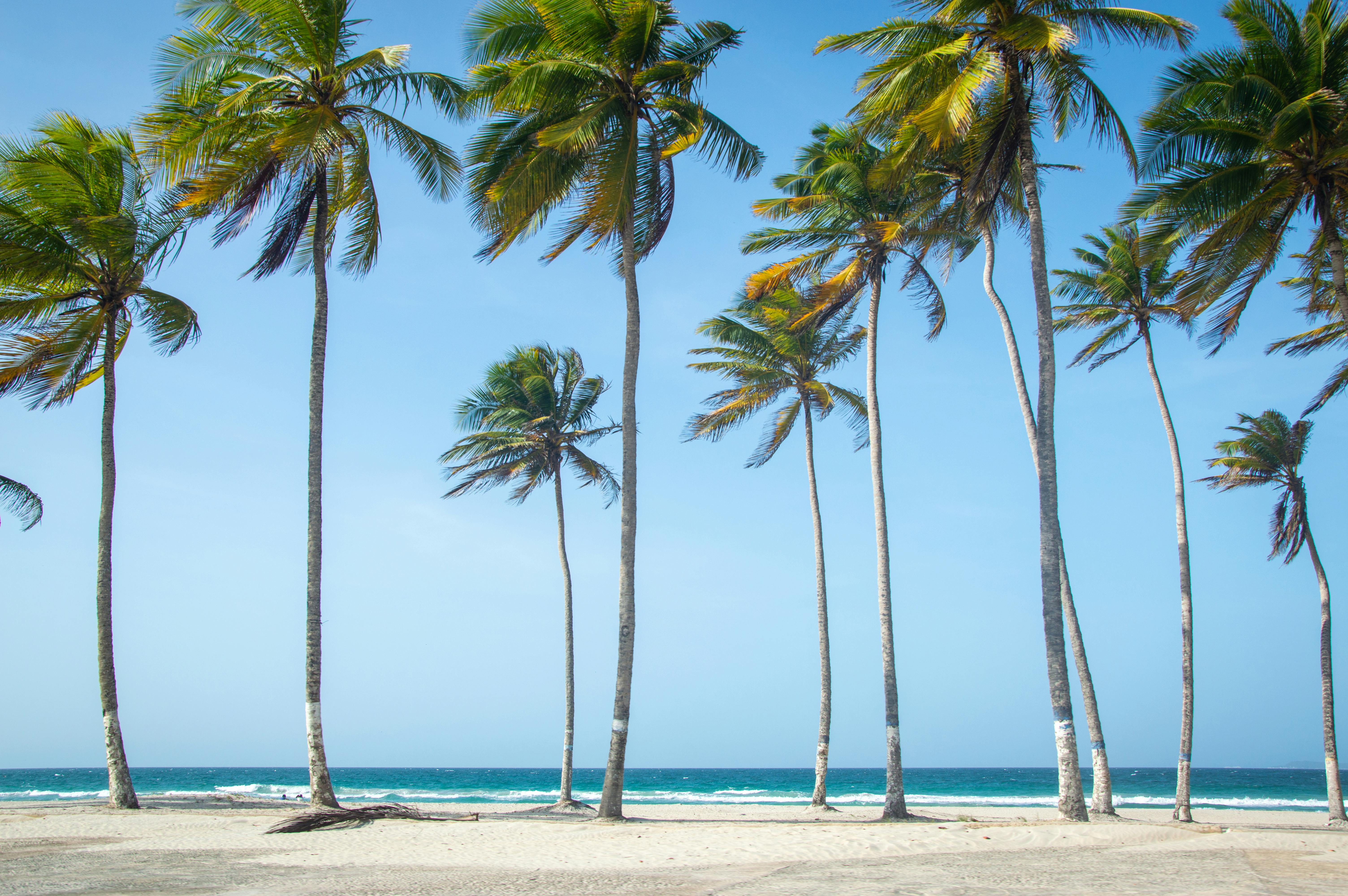 Low Angle Photography Of Palm Tree · Free Stock Photo