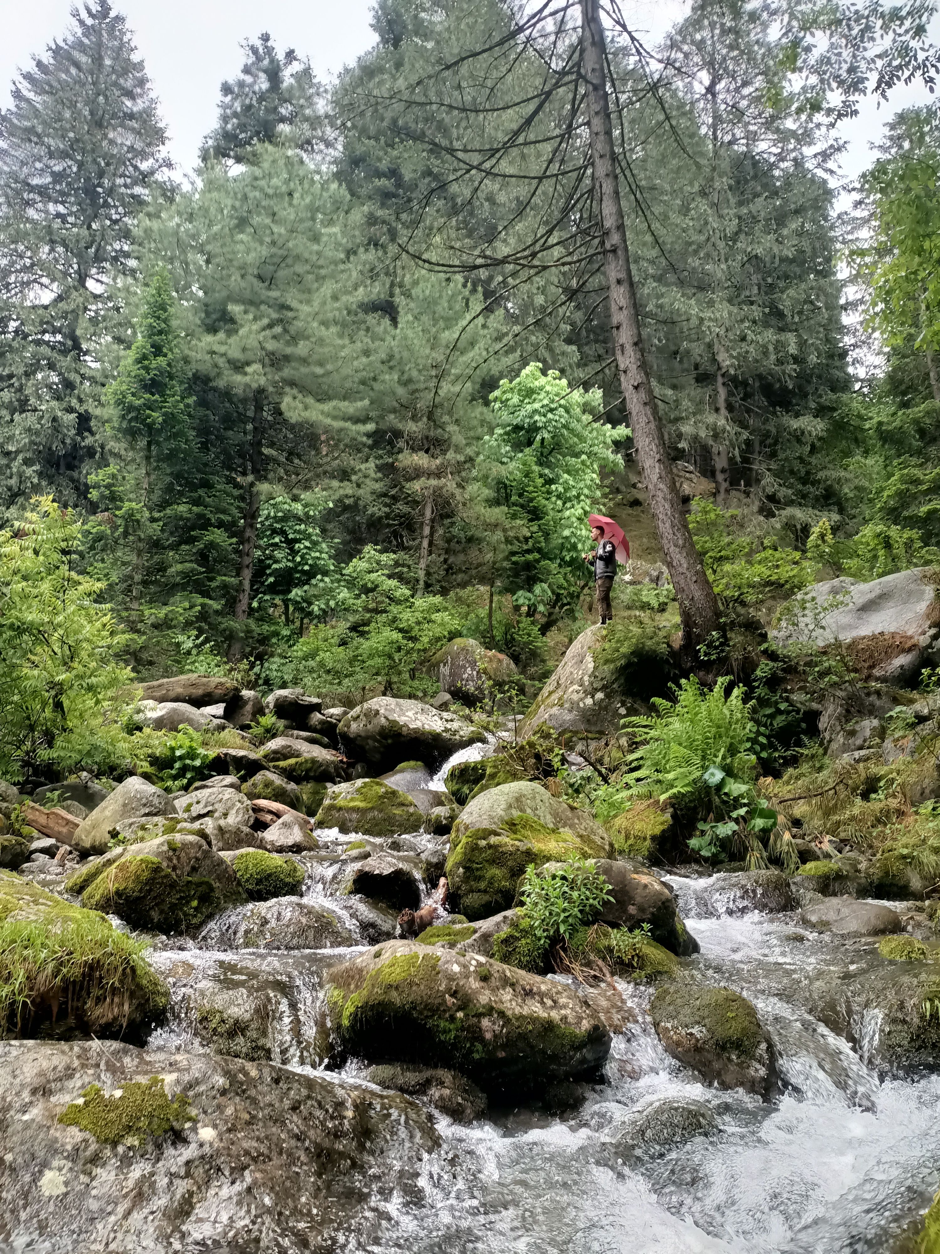 Hiker with Umbrella Standing on a Rock Above a Stream · Free Stock Photo