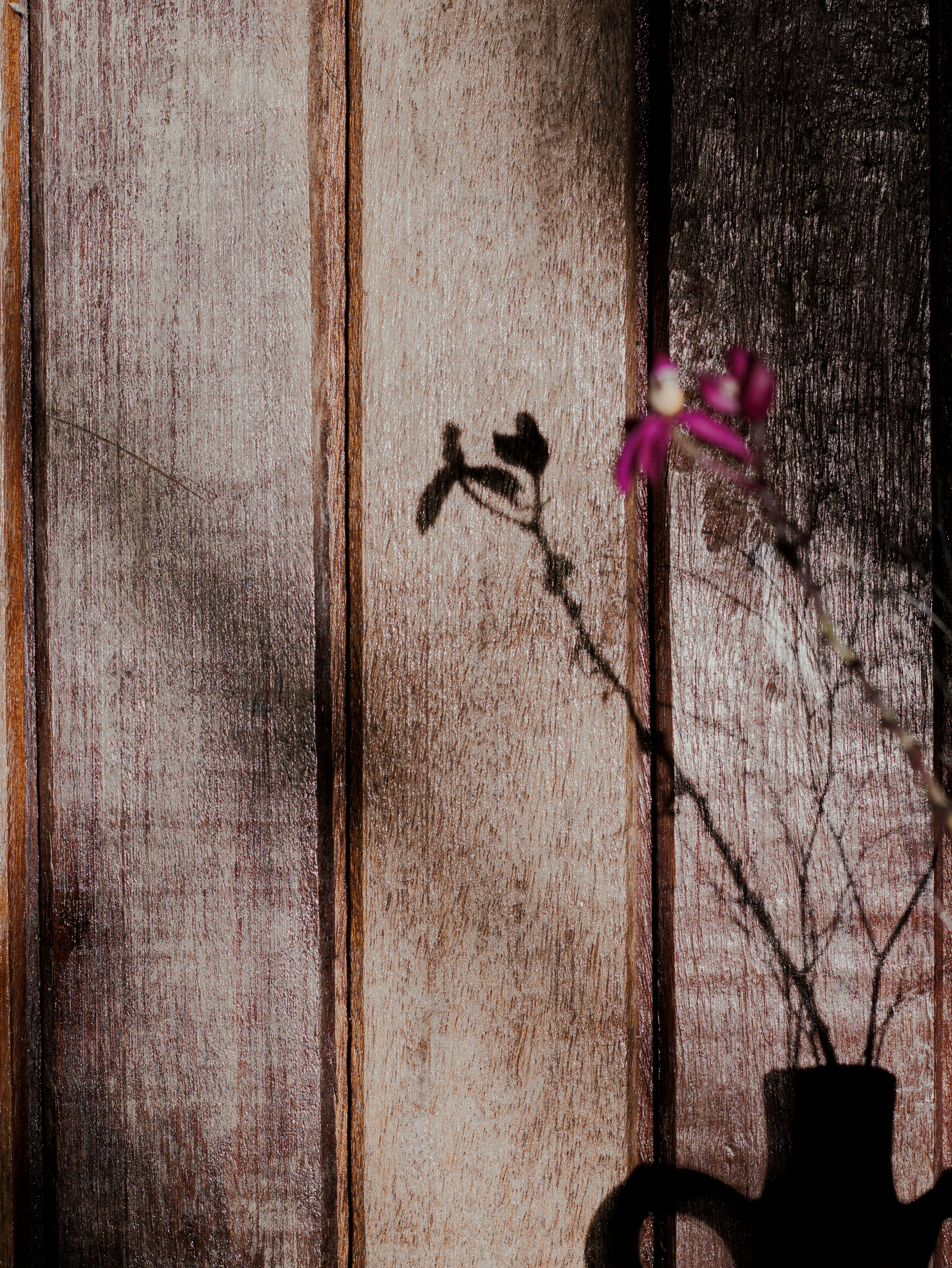 Flower Shadow on Plants on Wall · Free Stock Photo
