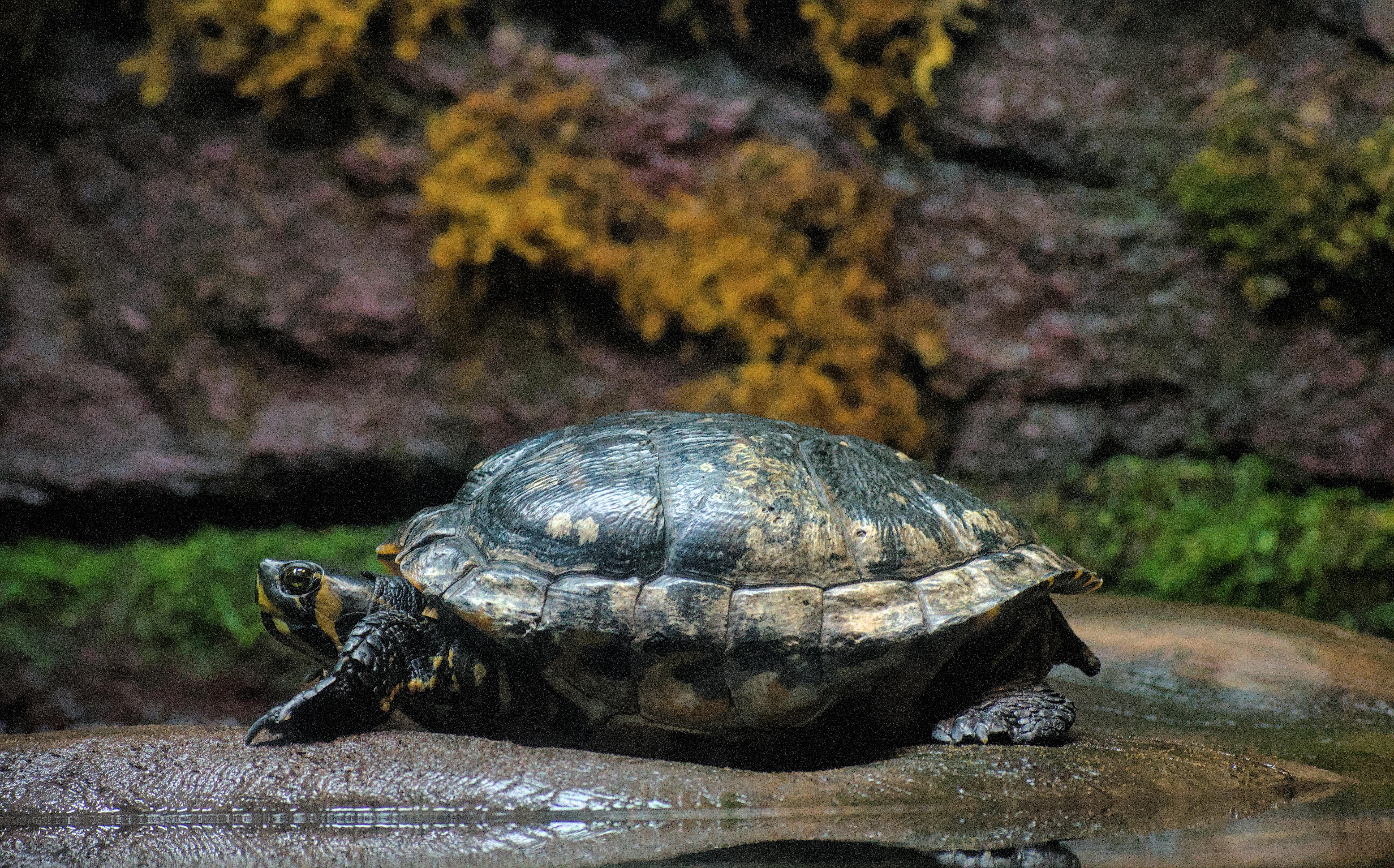 Slow And Steady Photos, Download The BEST Free Slow And Steady Stock ...