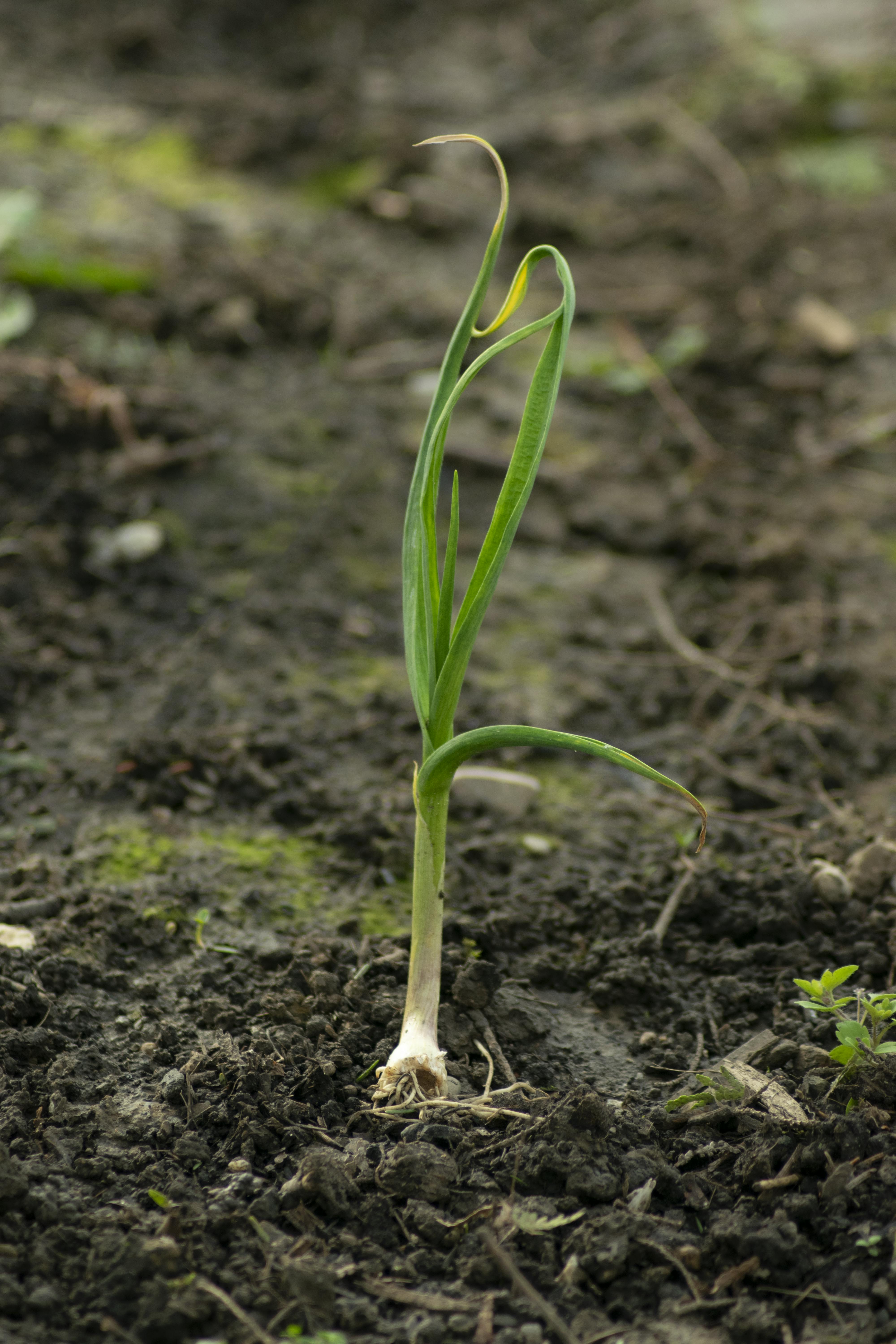 Planta De Ajo Joven Que Brota En La Tierra Del Jardín · Foto de stock ...