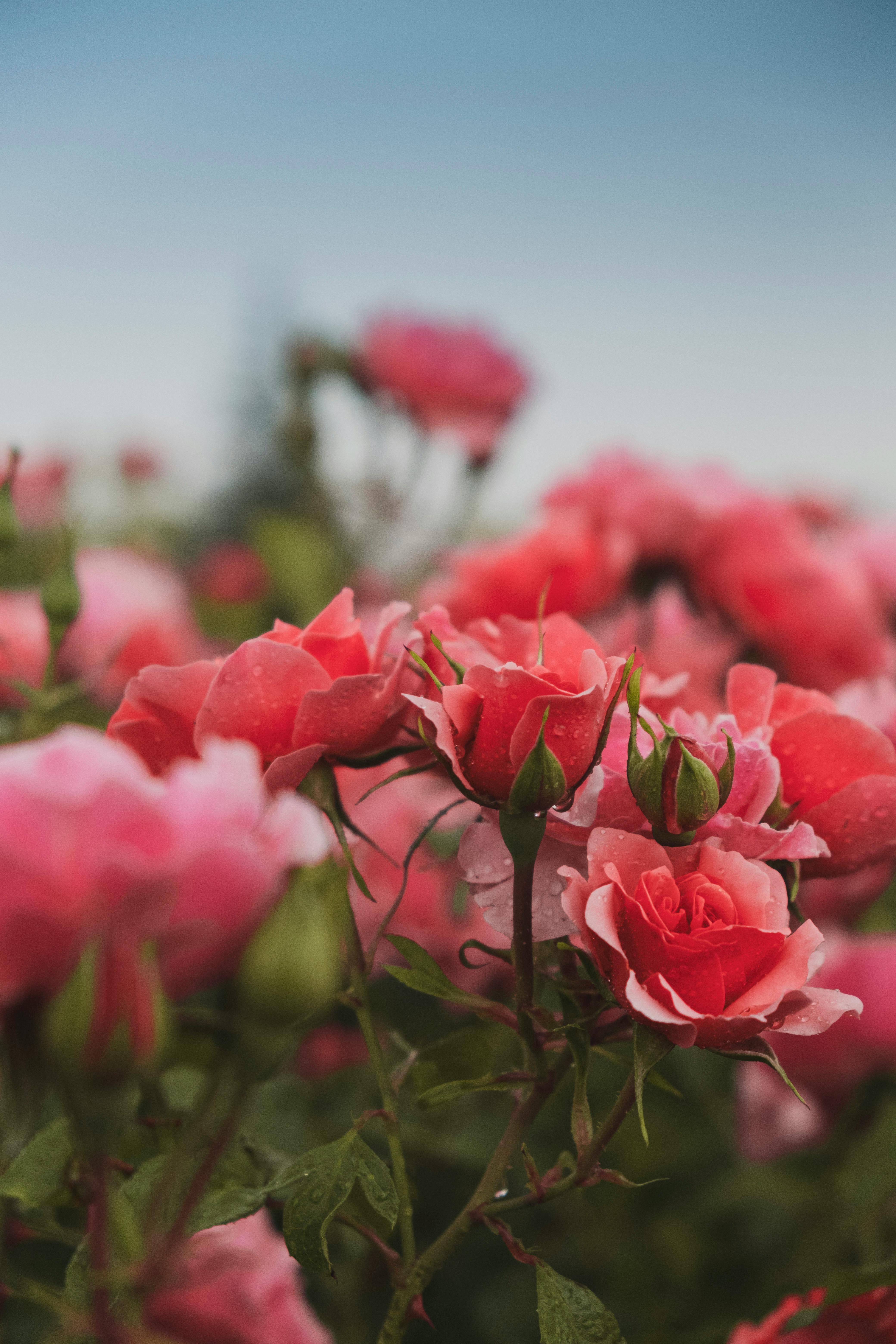 Pink Roses in Nature · Free Stock Photo