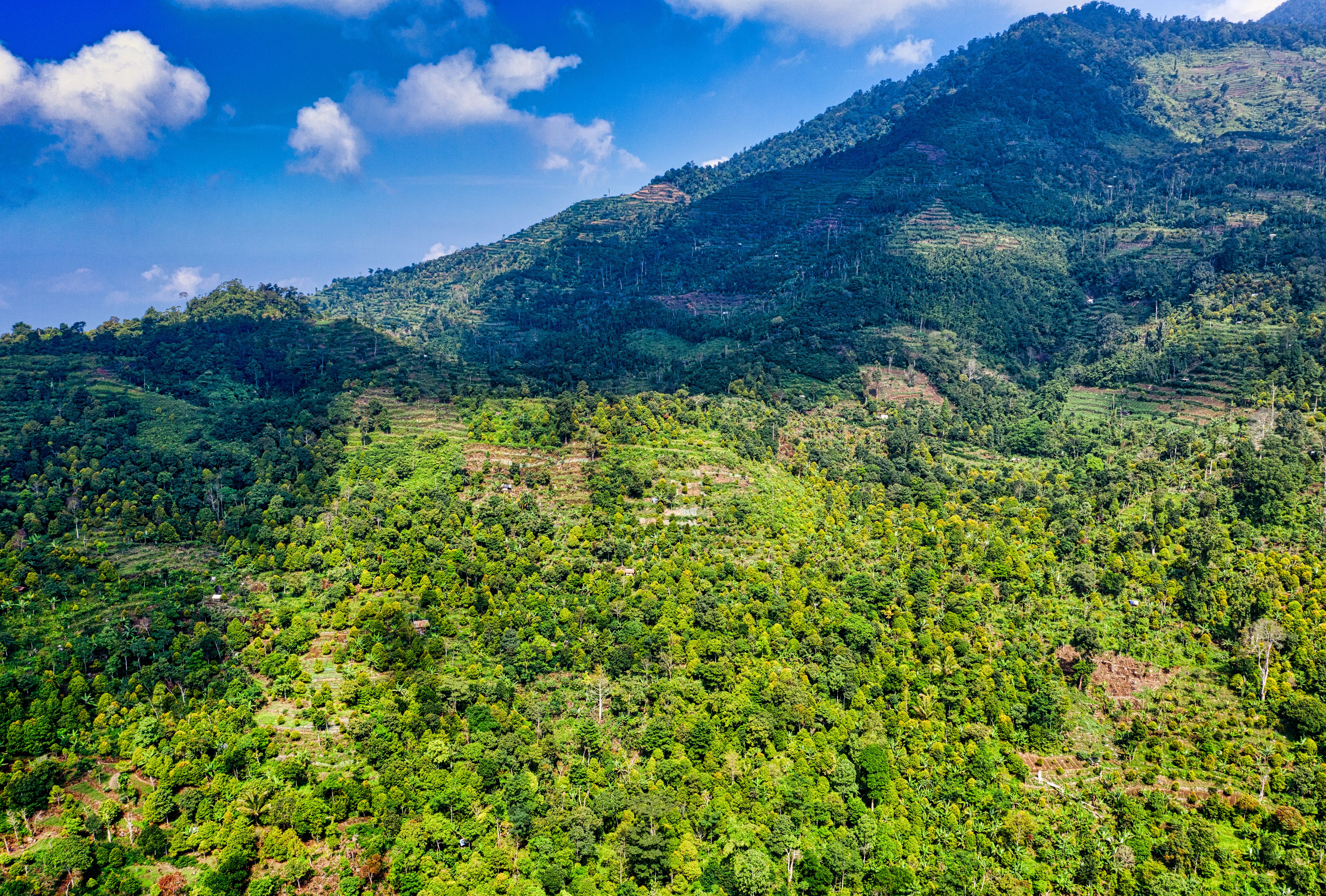 Photo of Green Trees on Mountainside Landscape · Free Stock Photo