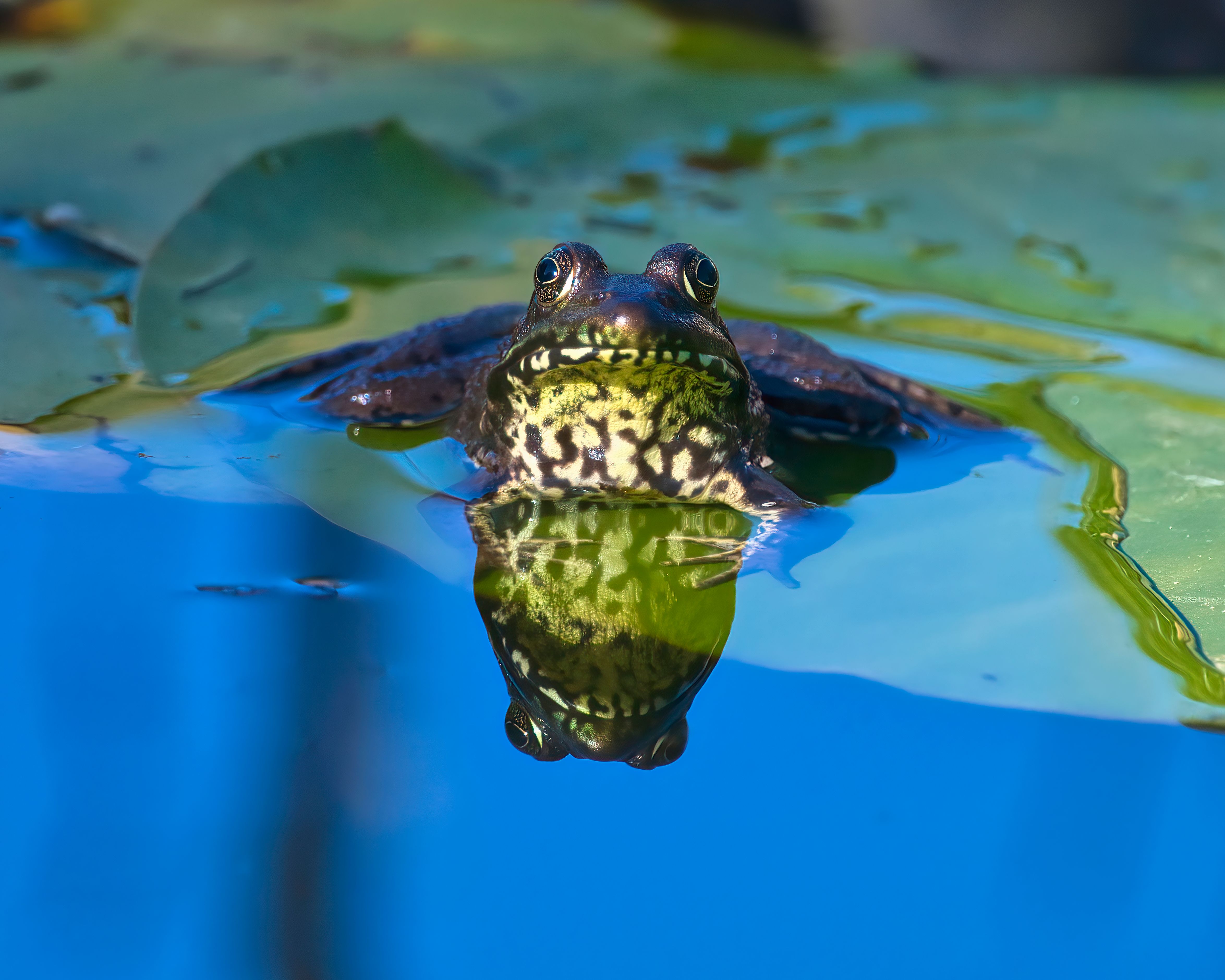 Frog in a Swamp · Free Stock Photo