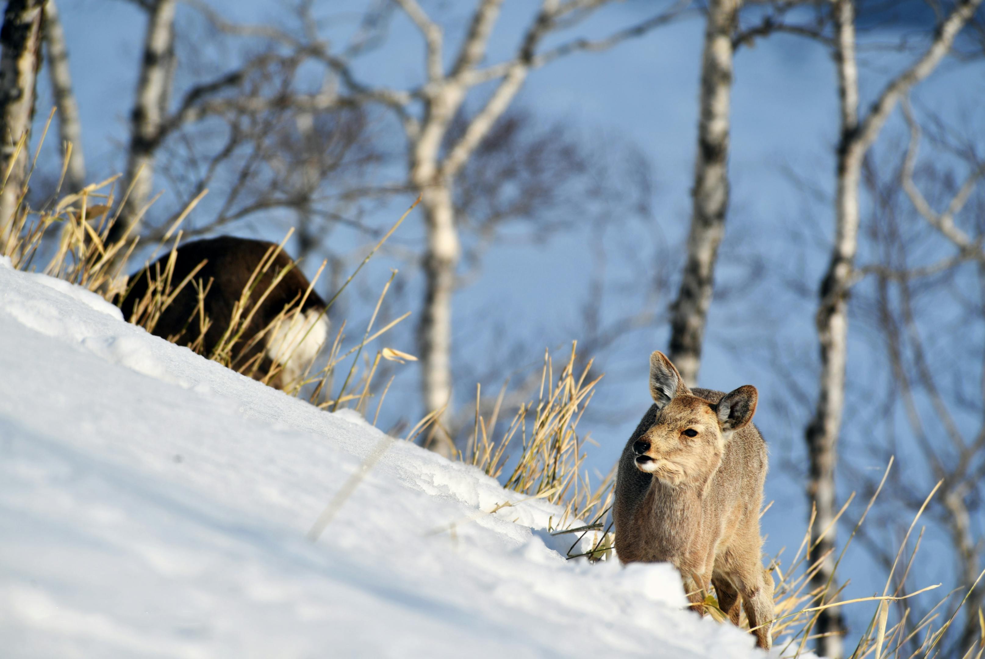 Video Doe Photos, Download The BEST Free Video Doe Stock Photos & HD Images