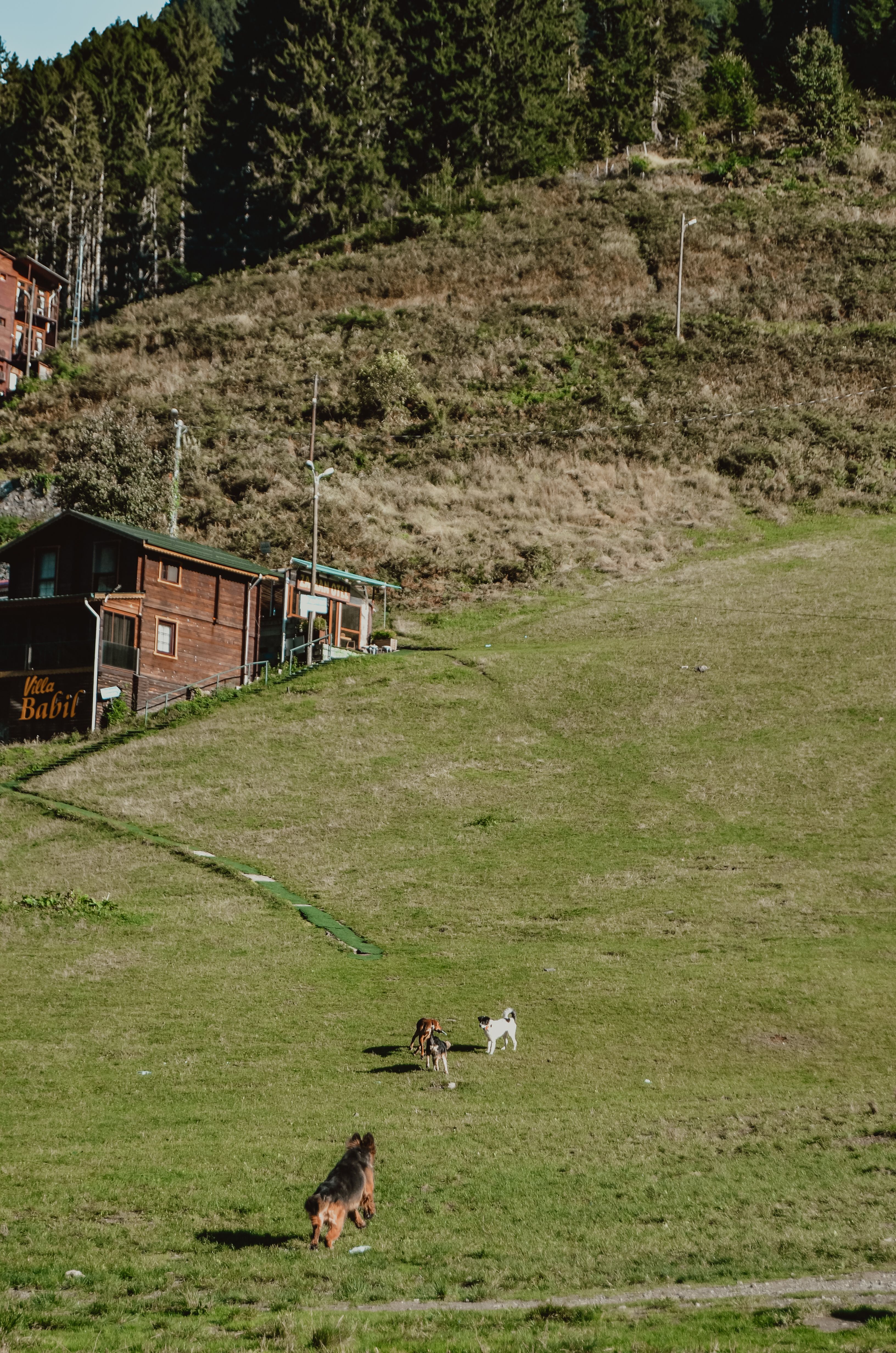 Aerial View of Dogs Running on a Grass Hill · Free Stock Photo