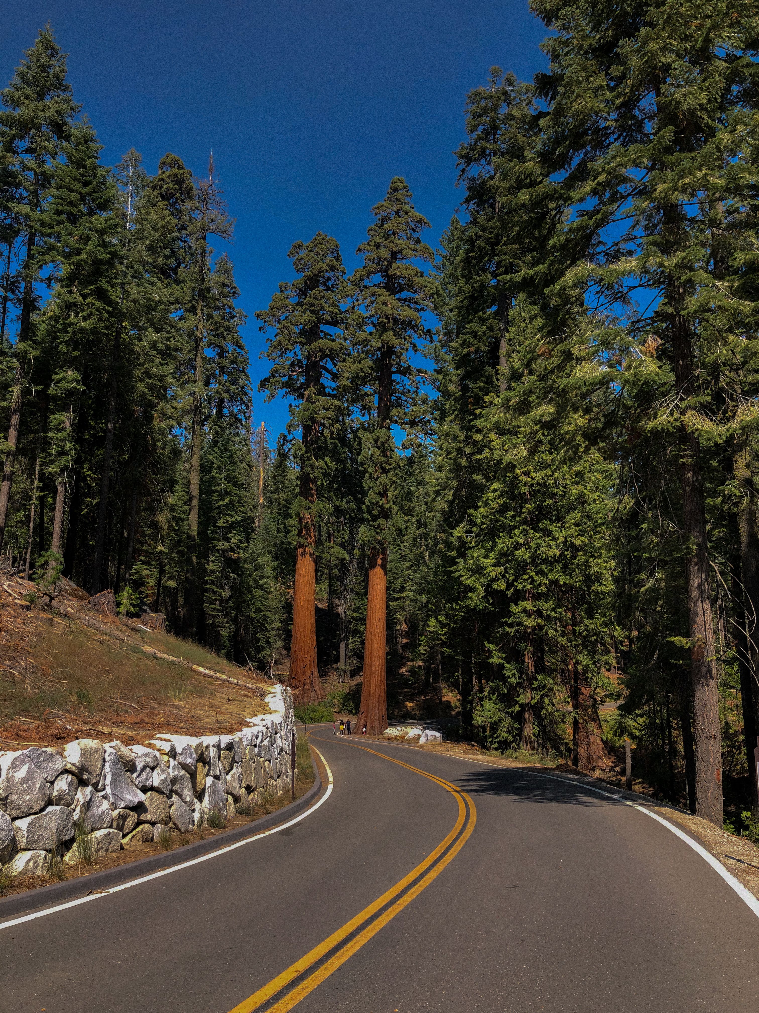Road Near Trees · Free Stock Photo