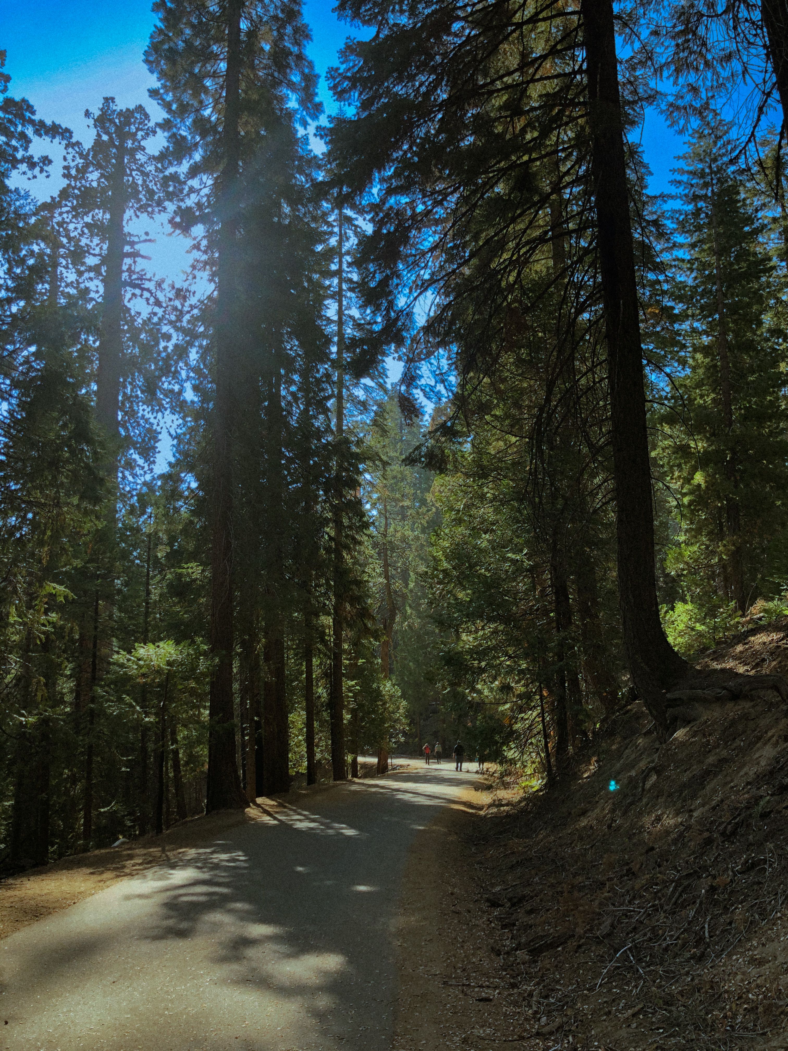 Road Passing Through a Fir Forest · Free Stock Photo