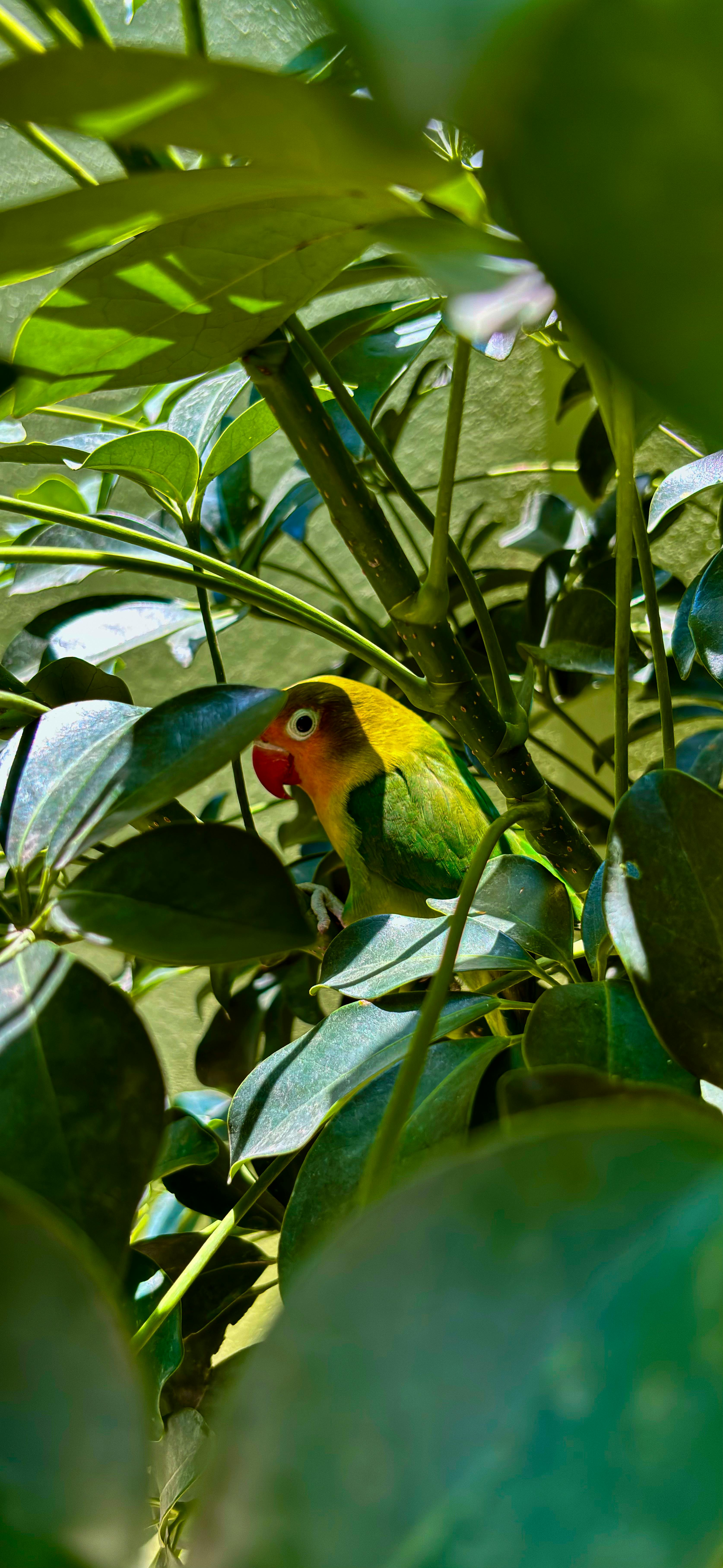 Red-Headed Lovebird Standing on a Leaf · Free Stock Photo