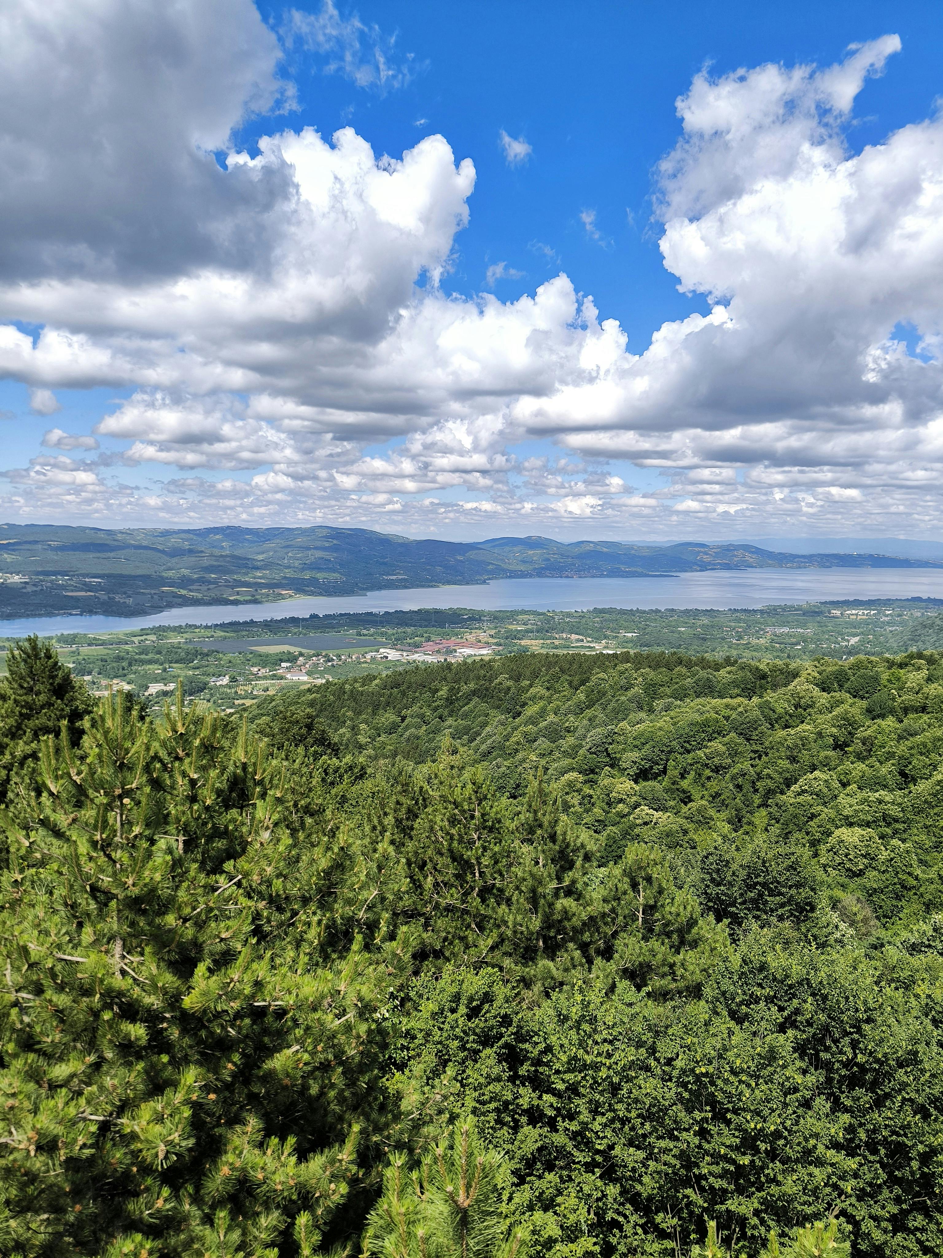 Birds Eye View of Fir Trees · Free Stock Photo