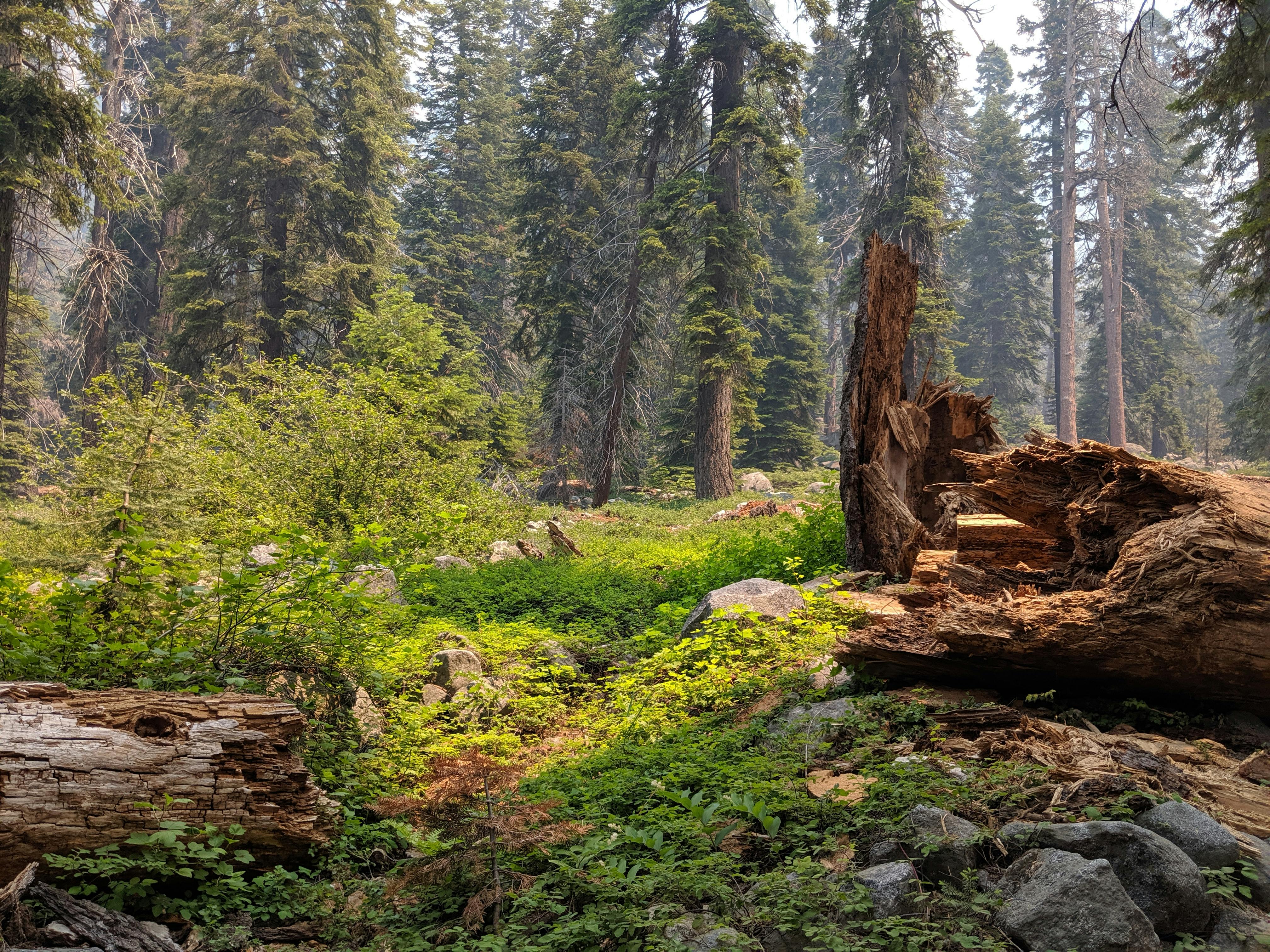 Wide Angle View of a Fir Forest · Free Stock Photo