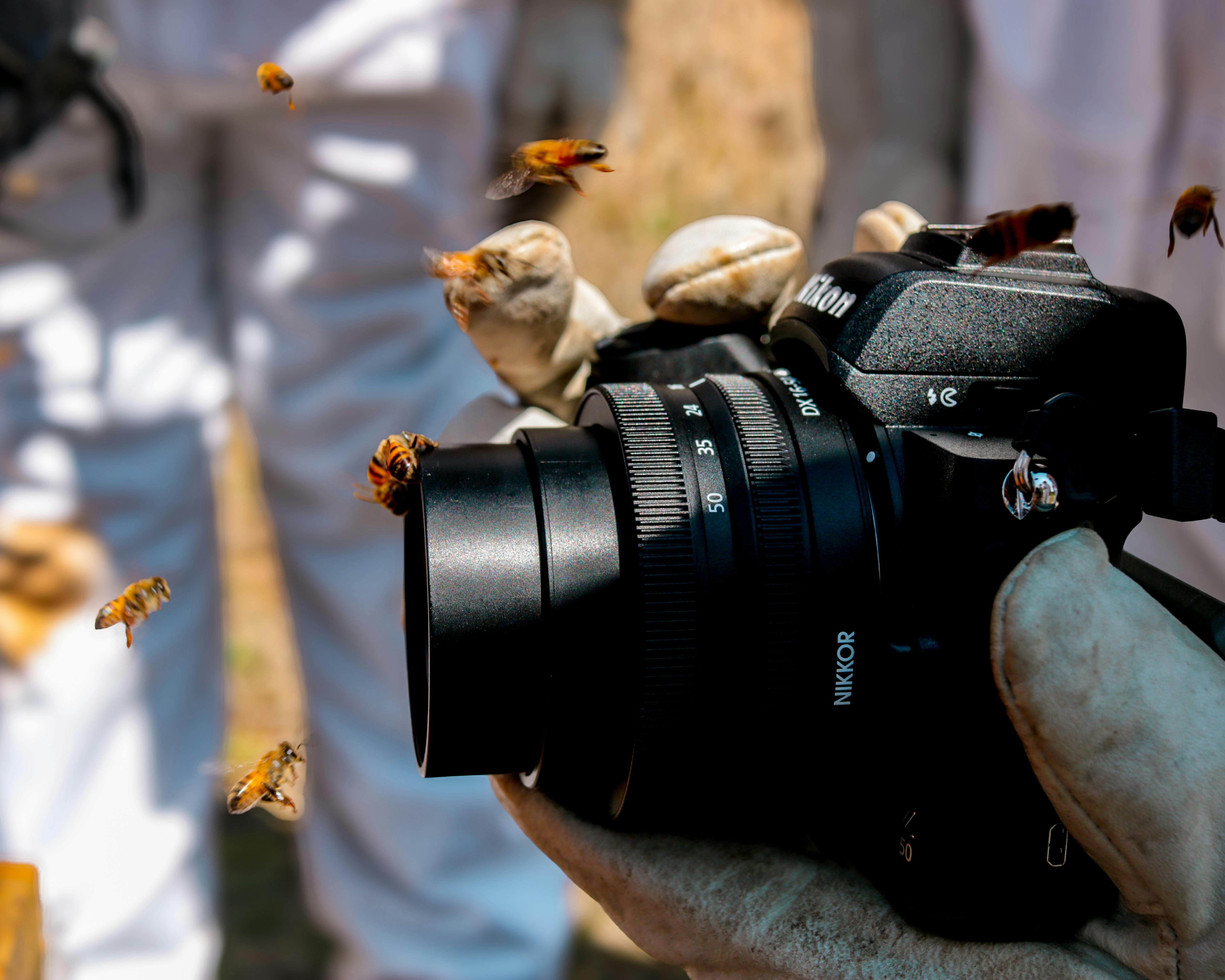 Beekeeper with camera and bees · Free Stock Photo