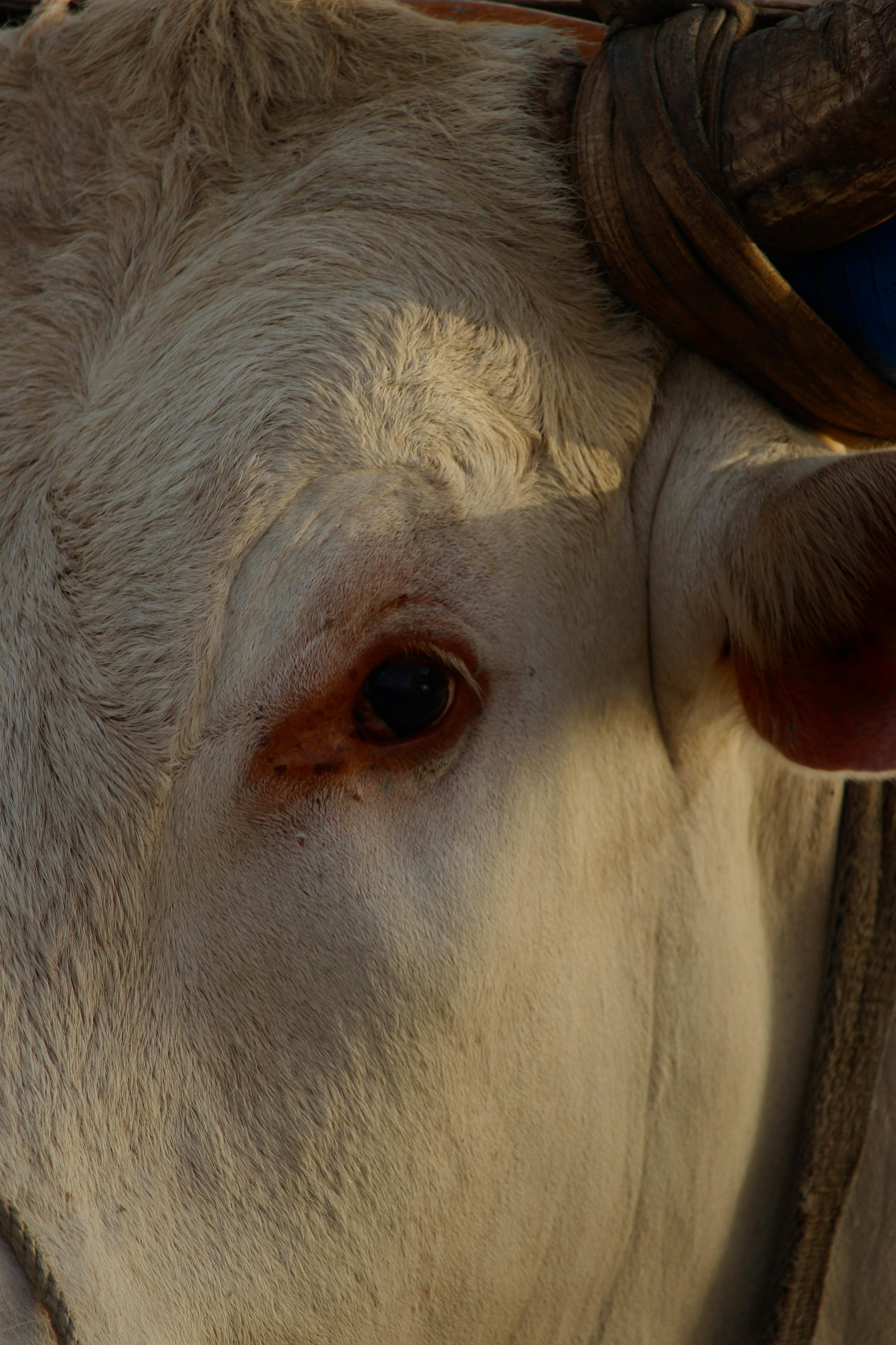 Cow Head Photos, Download The BEST Free Cow Head Stock Photos & HD Images