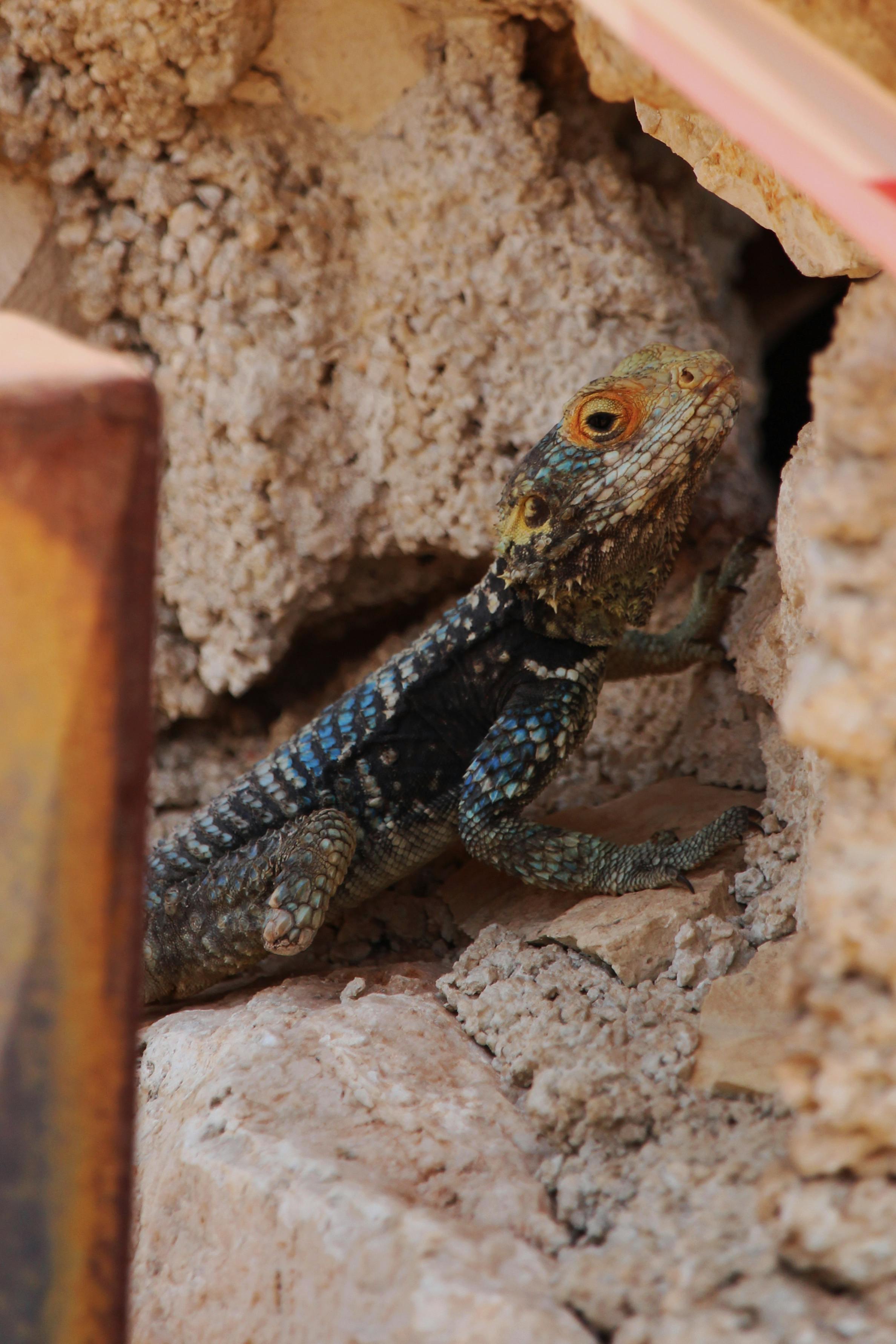 Agama Lizard in Nature · Free Stock Photo