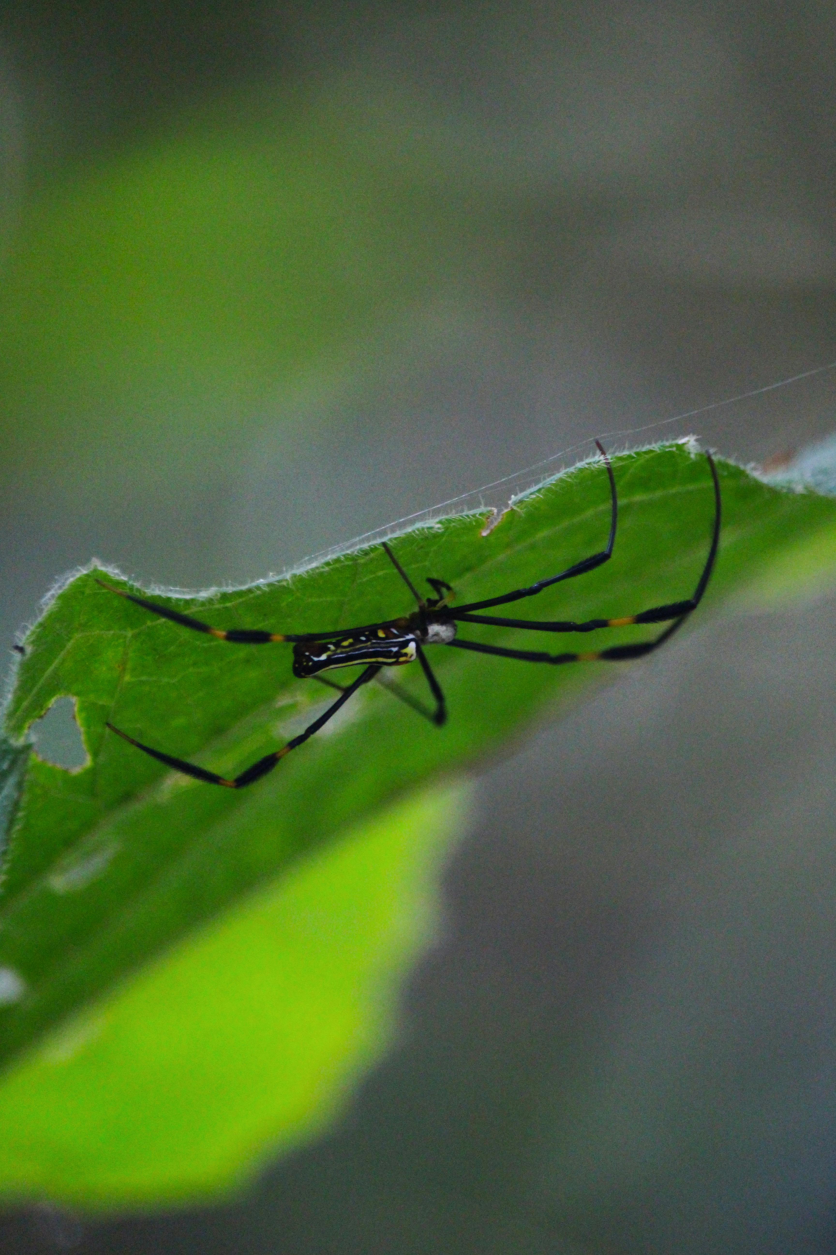Nephila Spider on Leaf · Free Stock Photo