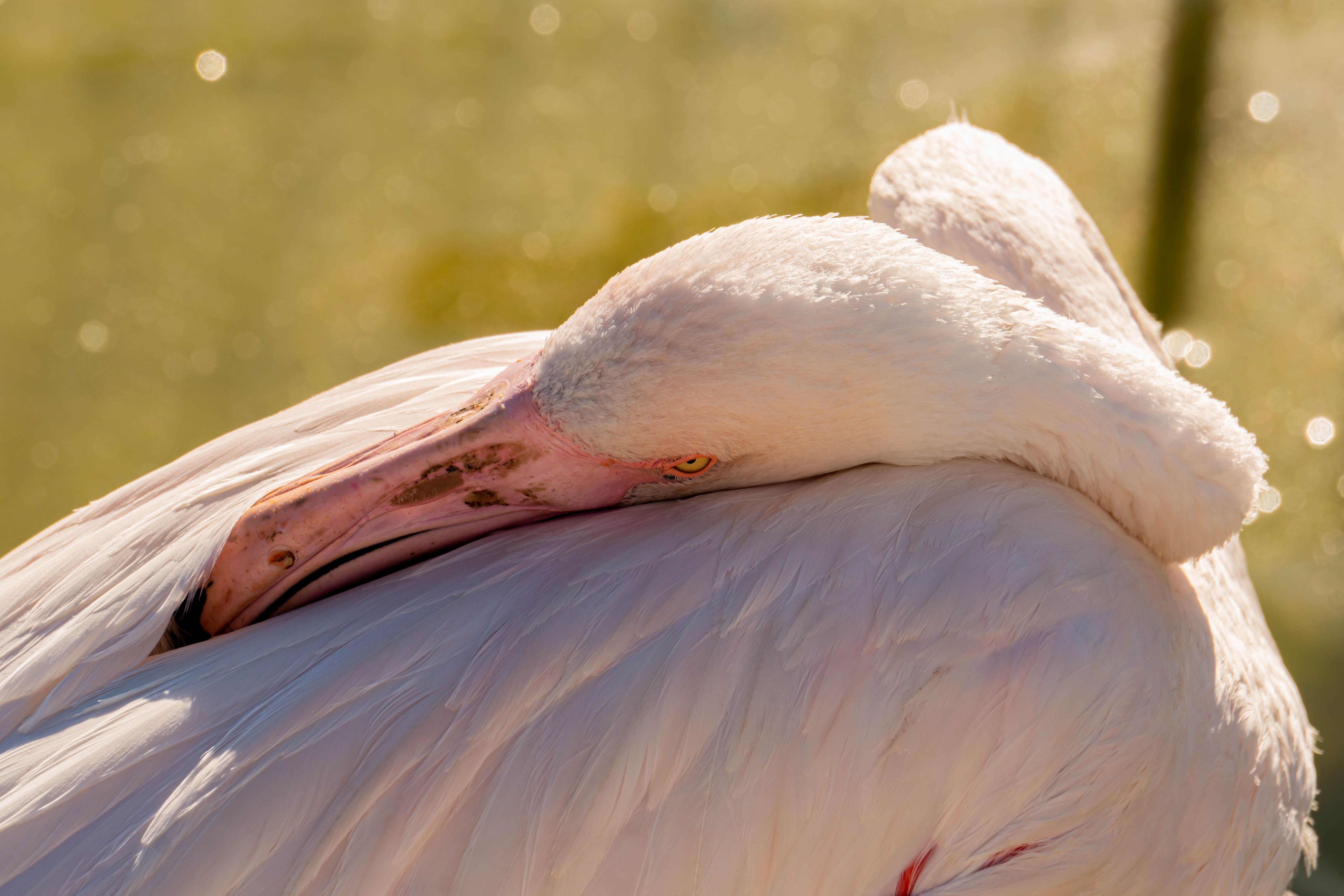 Elongated Neck Photos, Download The BEST Free Elongated Neck Stock ...