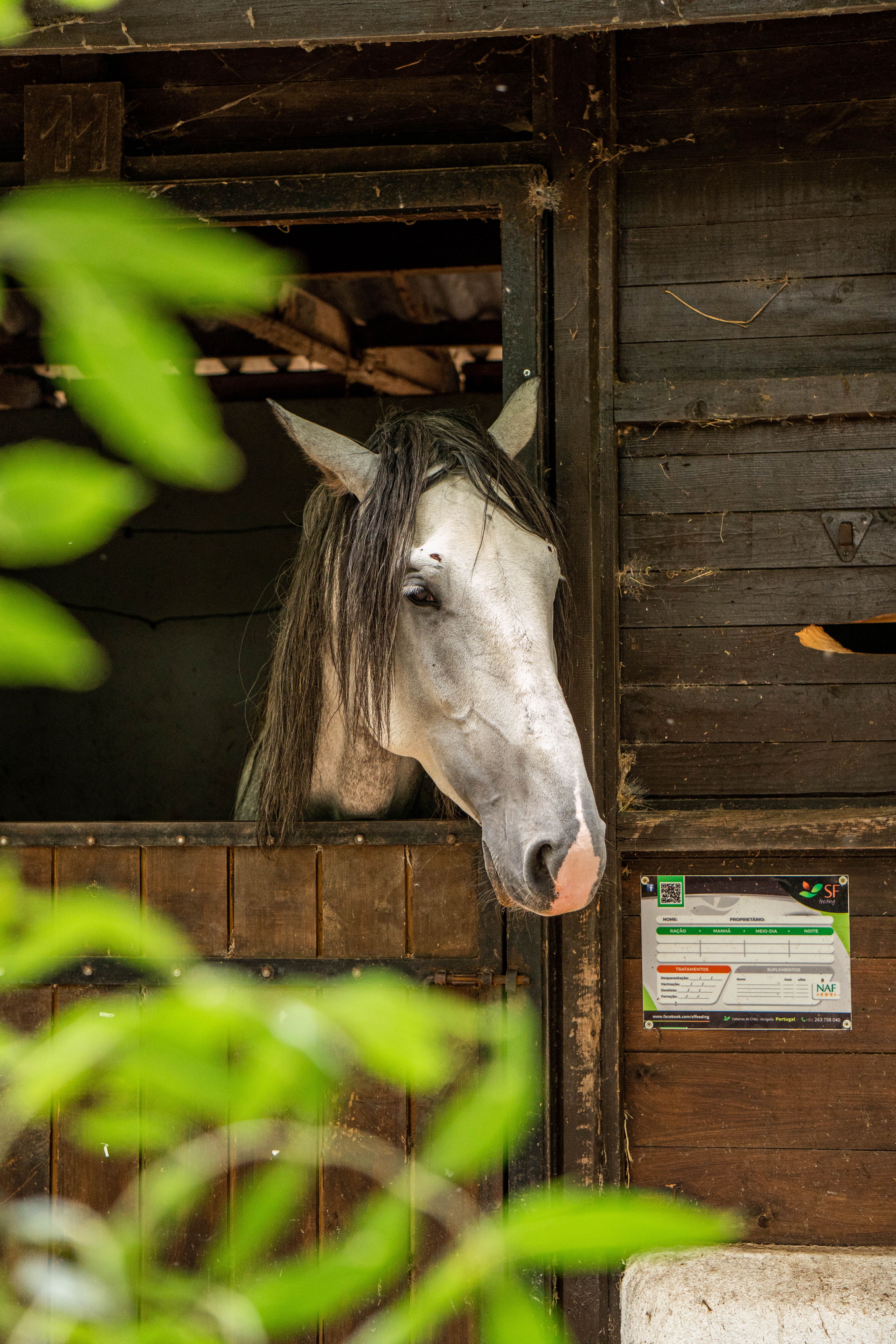 Horse Head in Stable Window · Free Stock Photo