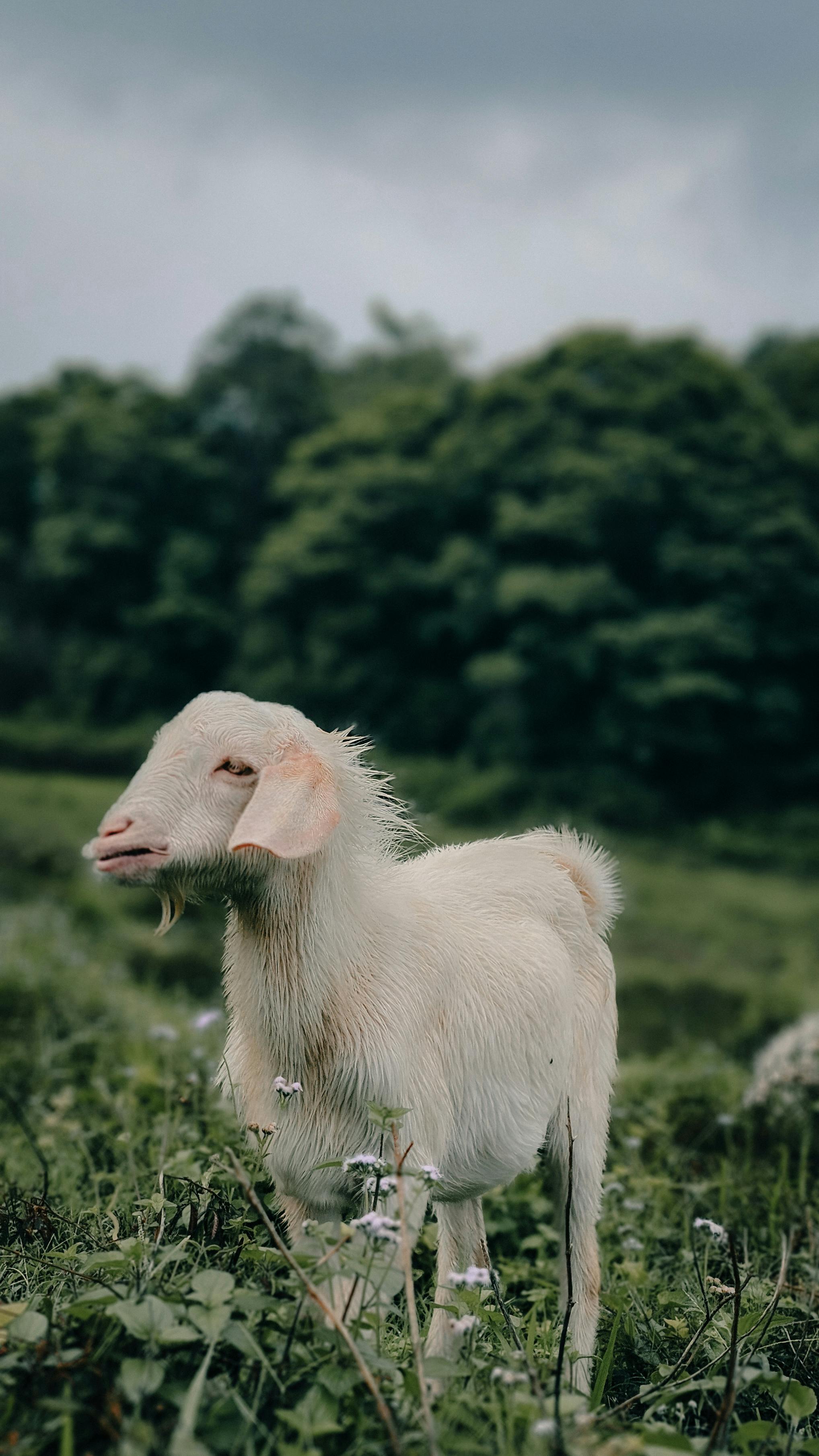 A White Goat Standing on the Pasture · Free Stock Photo