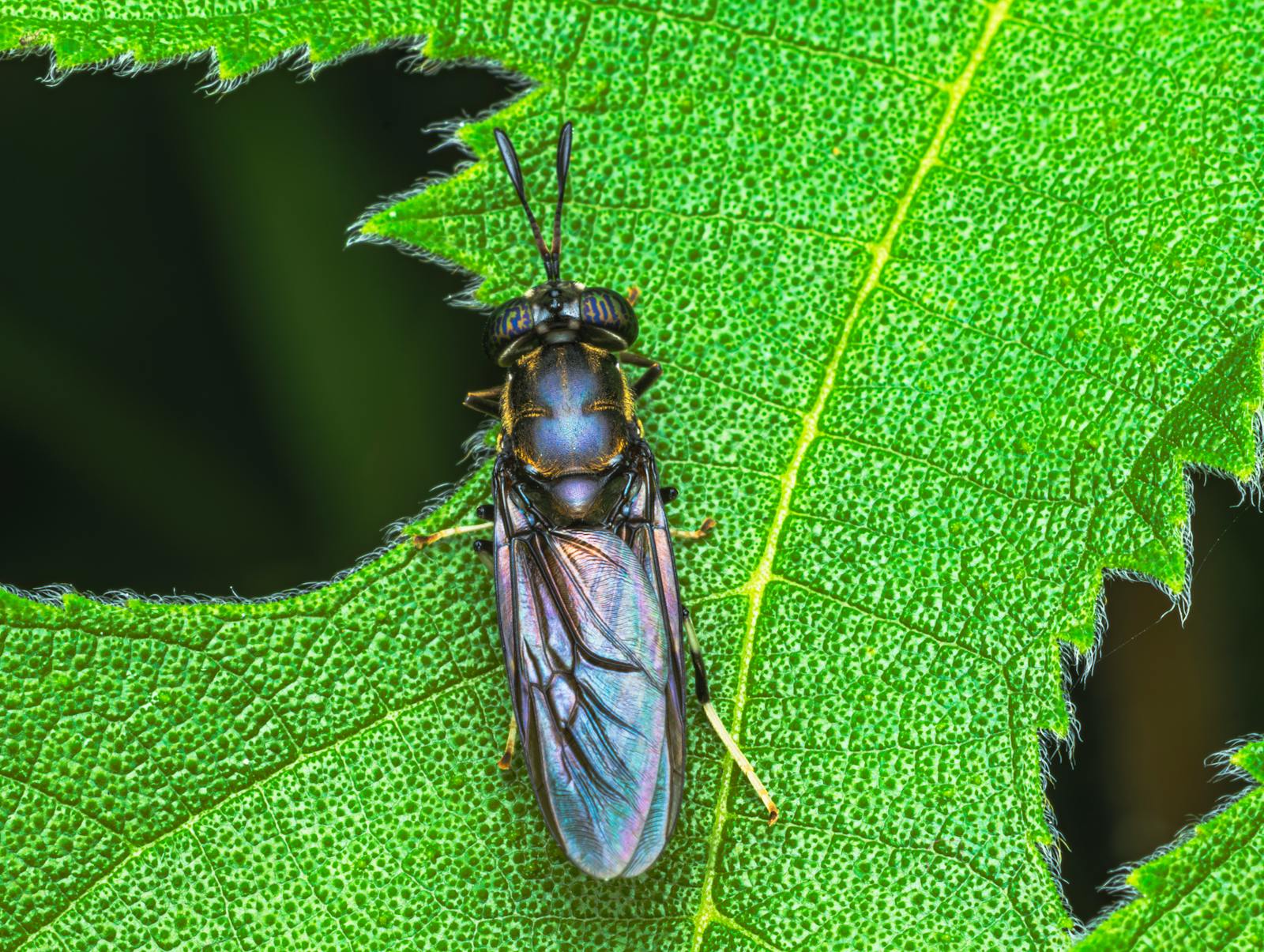 Live Zoom Backgrounds Photos, Download The BEST Free Live Zoom ...