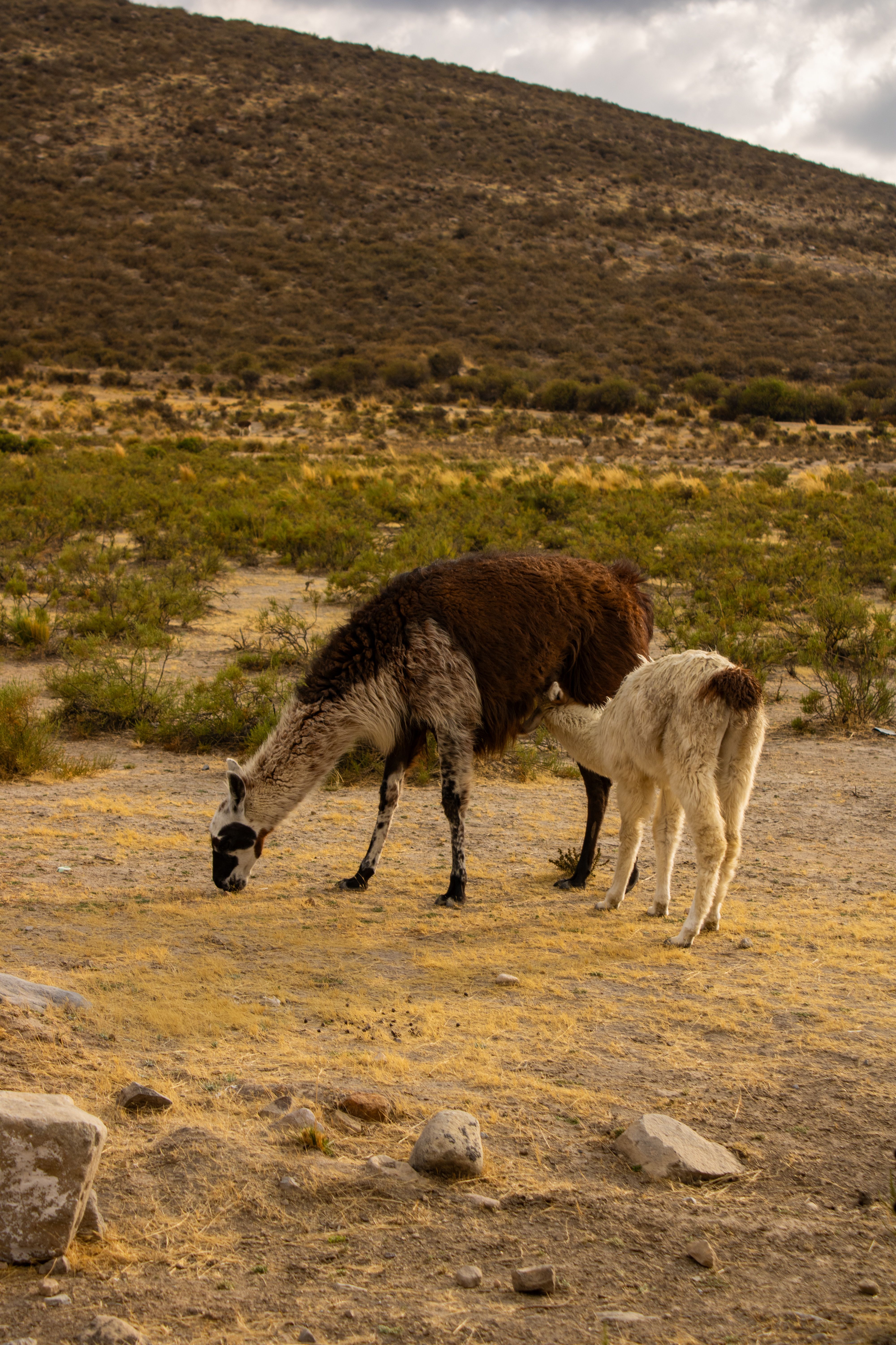 Llamas on a Field · Free Stock Photo