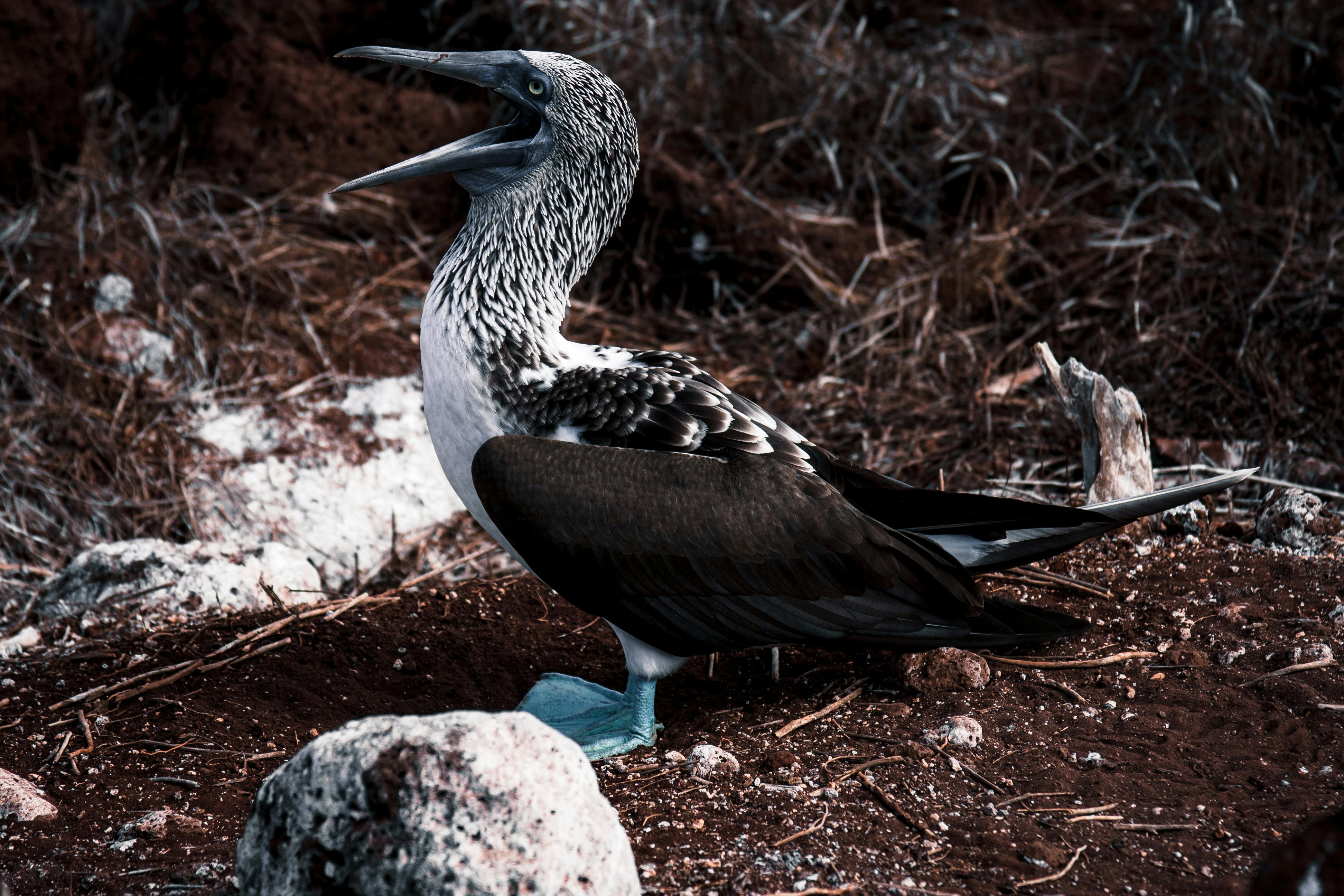 Displaying Behavior Photos, Download The BEST Free Displaying Behavior ...