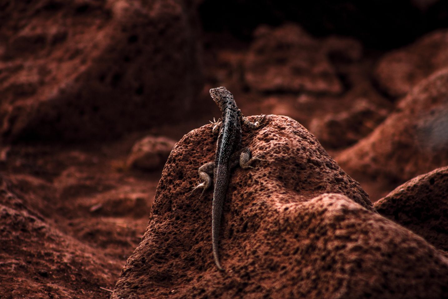 lava lizard galapagos facts and behavior patterns