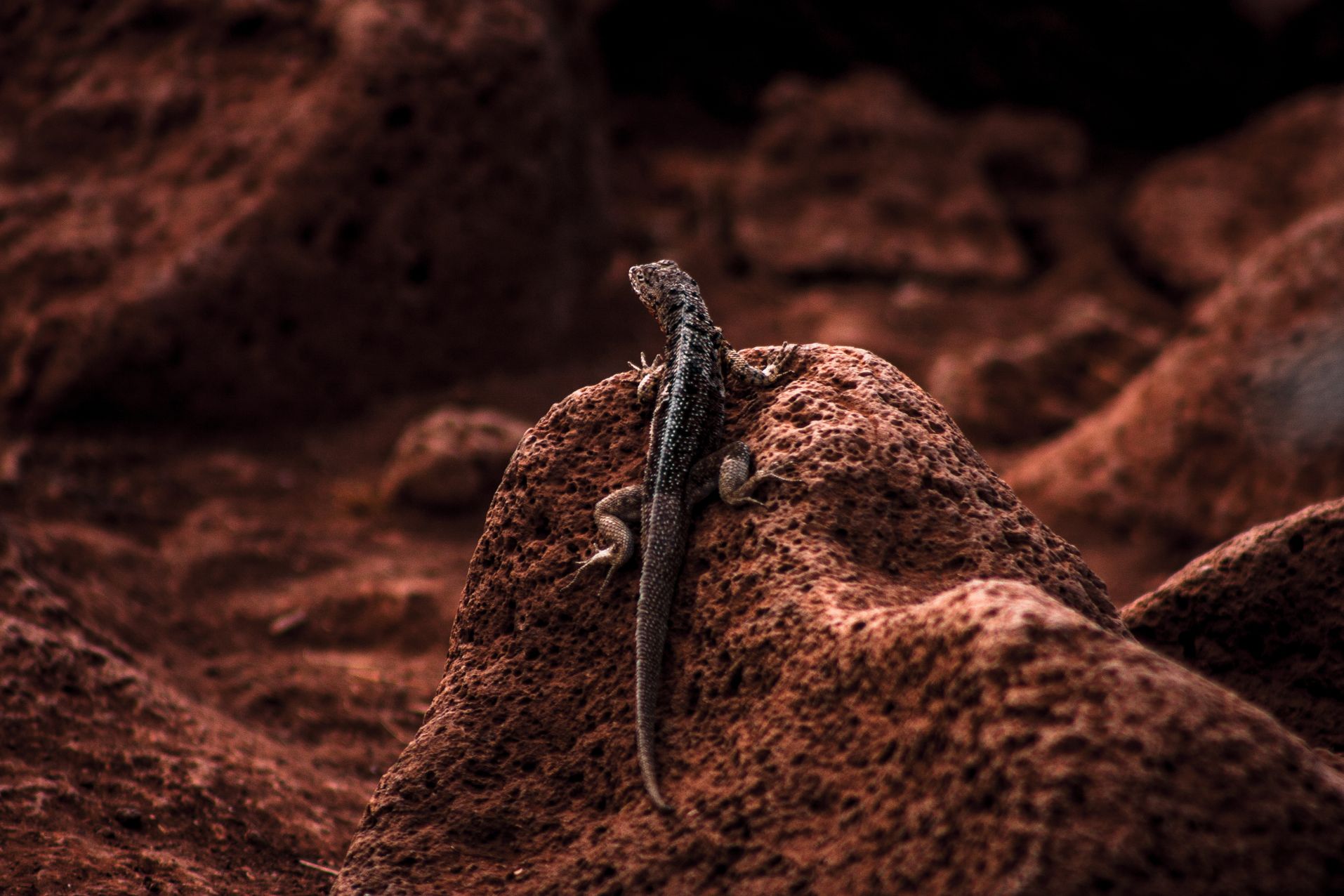 lava lizard galapagos facts and behavior patterns